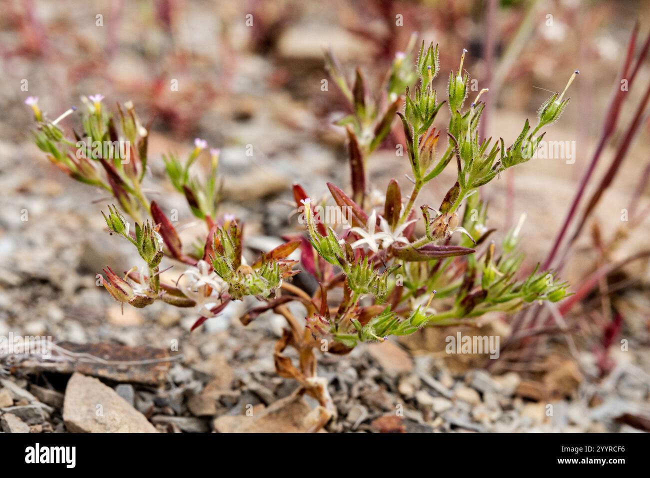 (Microsteris gracilis humilior Stock Photo - Alamy