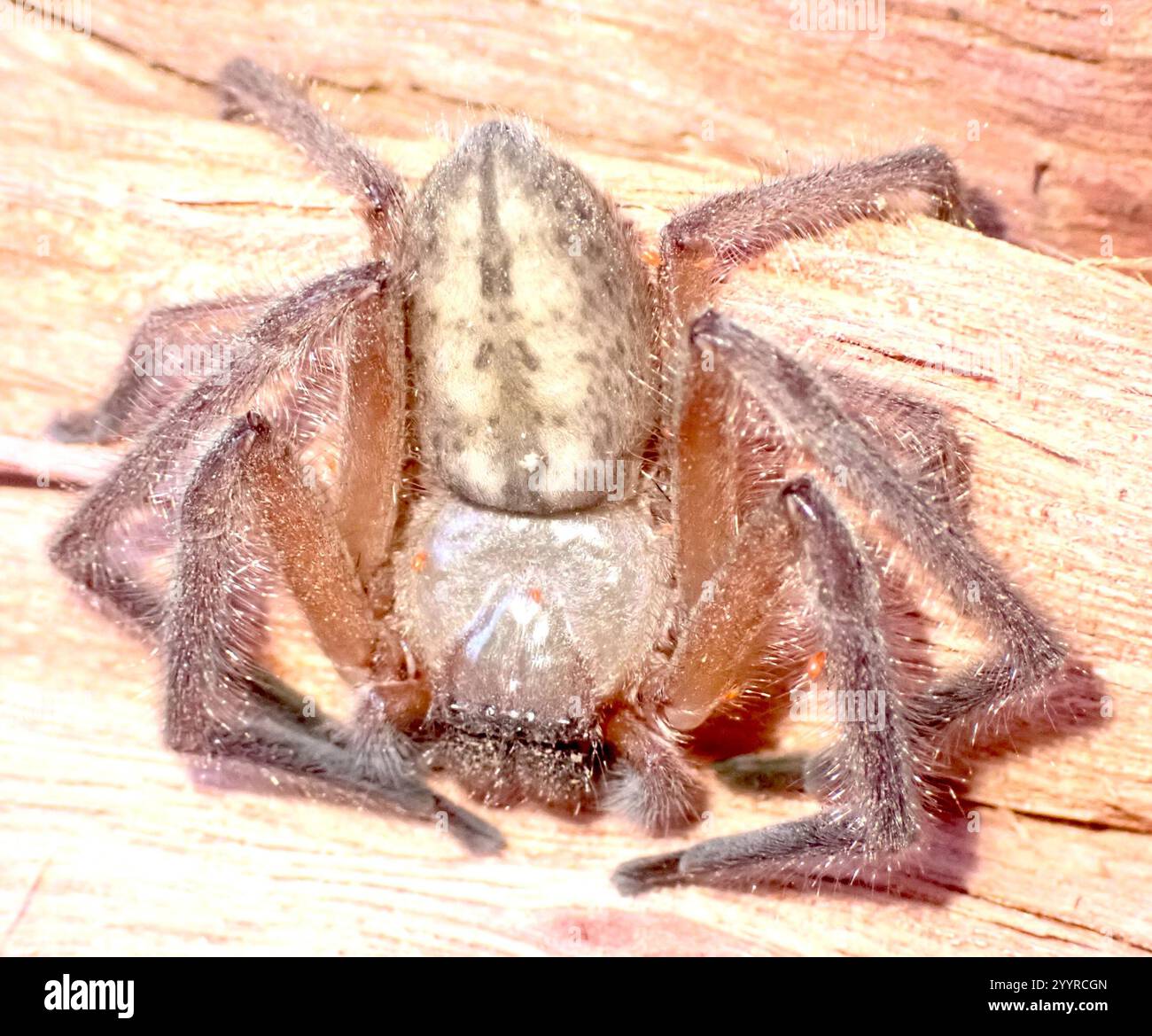 Social Huntsman Spider (Delena cancerides Stock Photo - Alamy