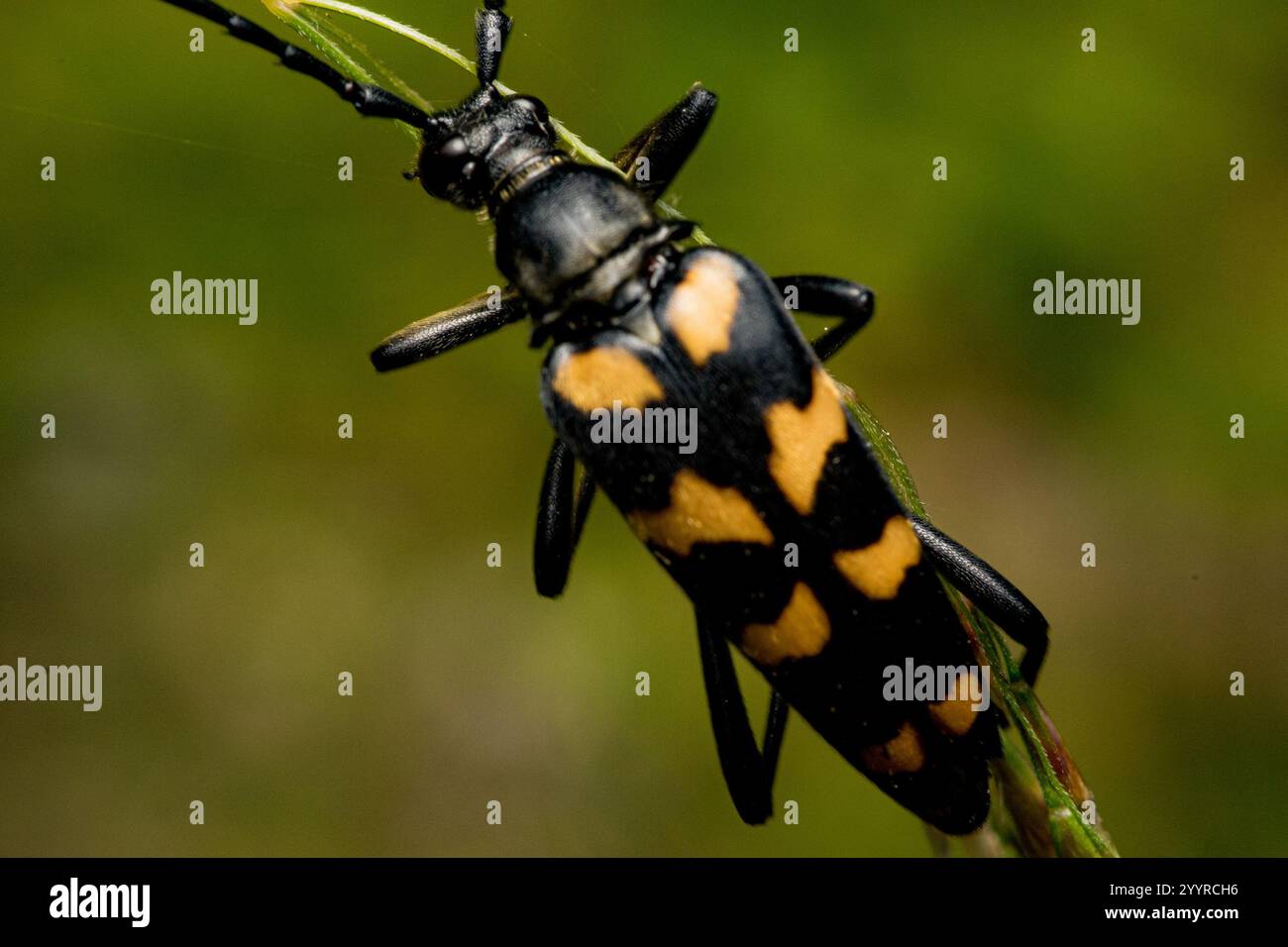 four-banded longhorn beetle (Leptura quadrifasciata Stock Photo - Alamy