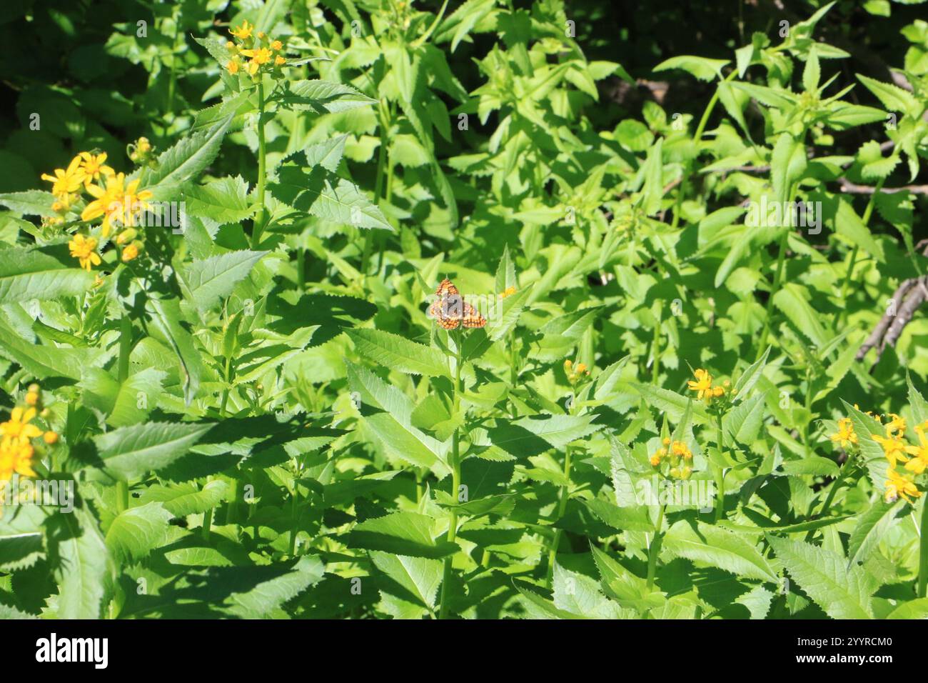 Hoffmann's Checkerspot (Chlosyne hoffmanni Stock Photo - Alamy