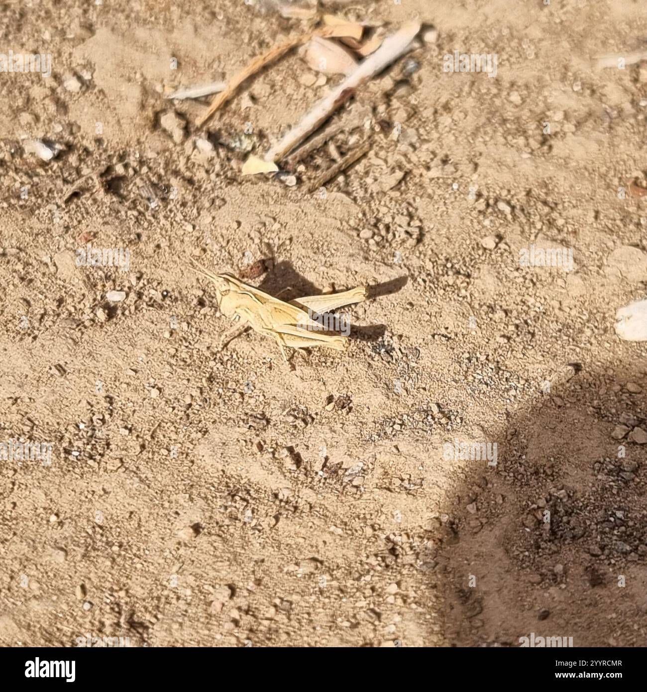 Slant-faced Grasshoppers (Gomphocerinae Stock Photo - Alamy