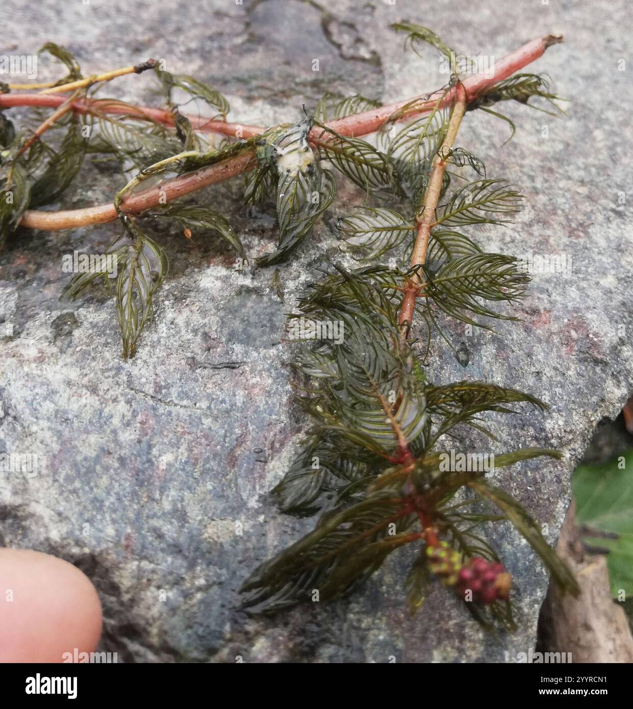 Eurasian water-milfoil (Myriophyllum spicatum Stock Photo - Alamy