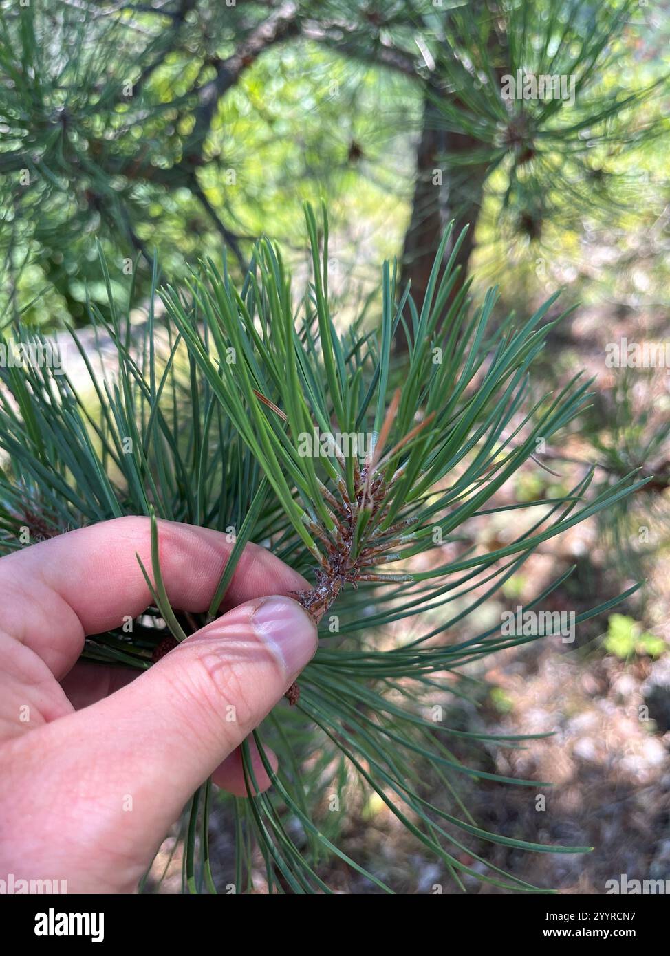 pitch pine (Pinus rigida Stock Photo - Alamy