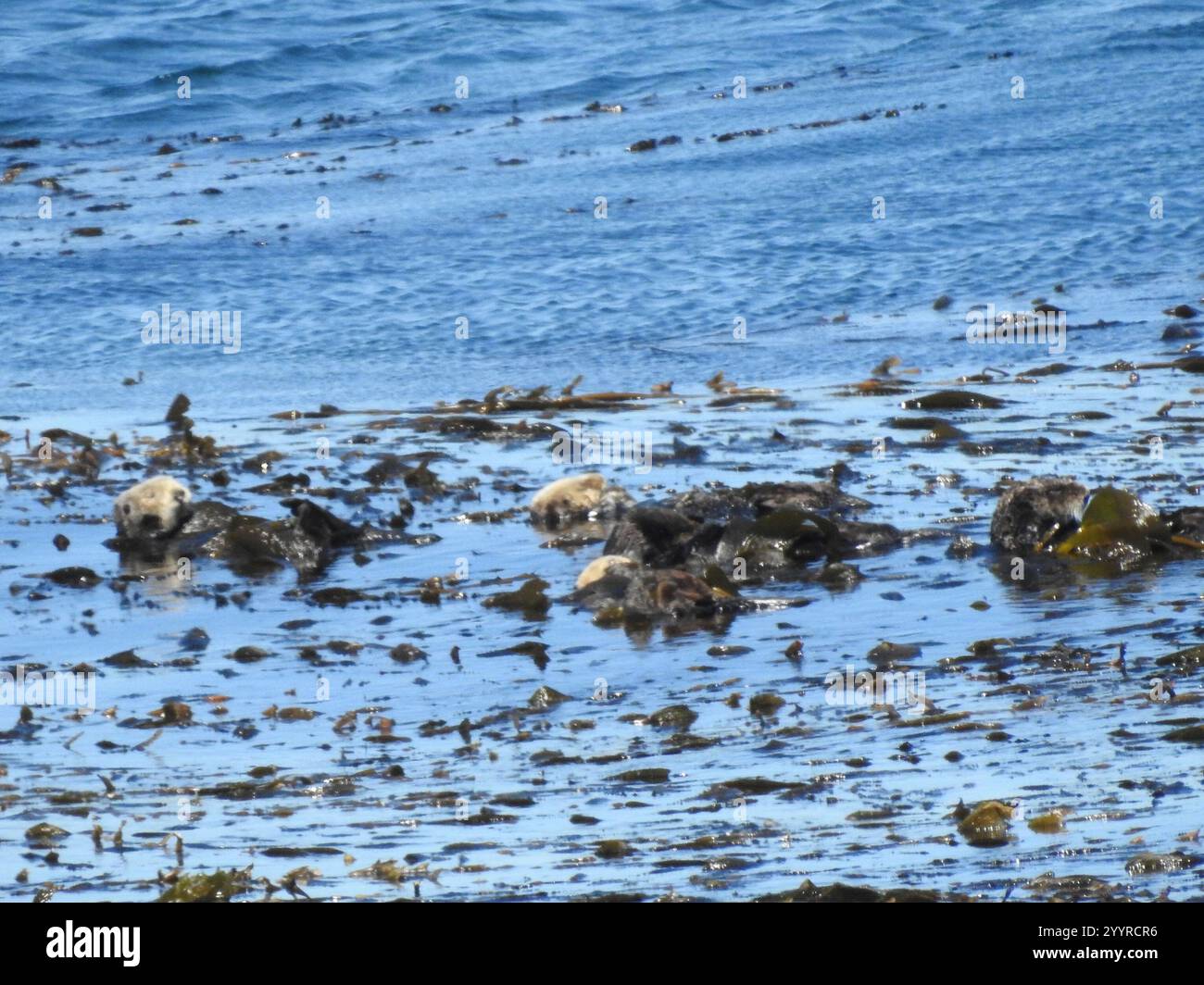 Sea Otter (Enhydra lutris Stock Photo - Alamy