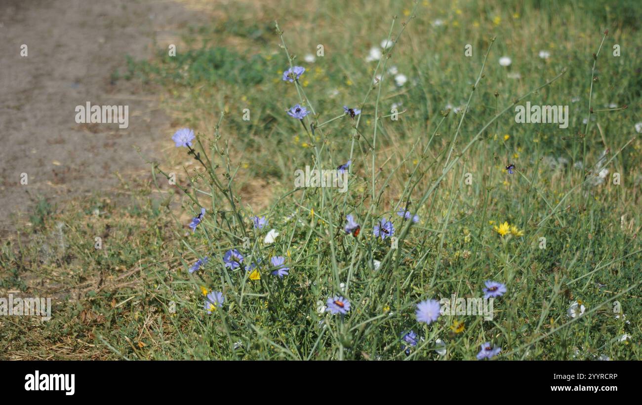 chicory (Cichorium intybus Stock Photo - Alamy