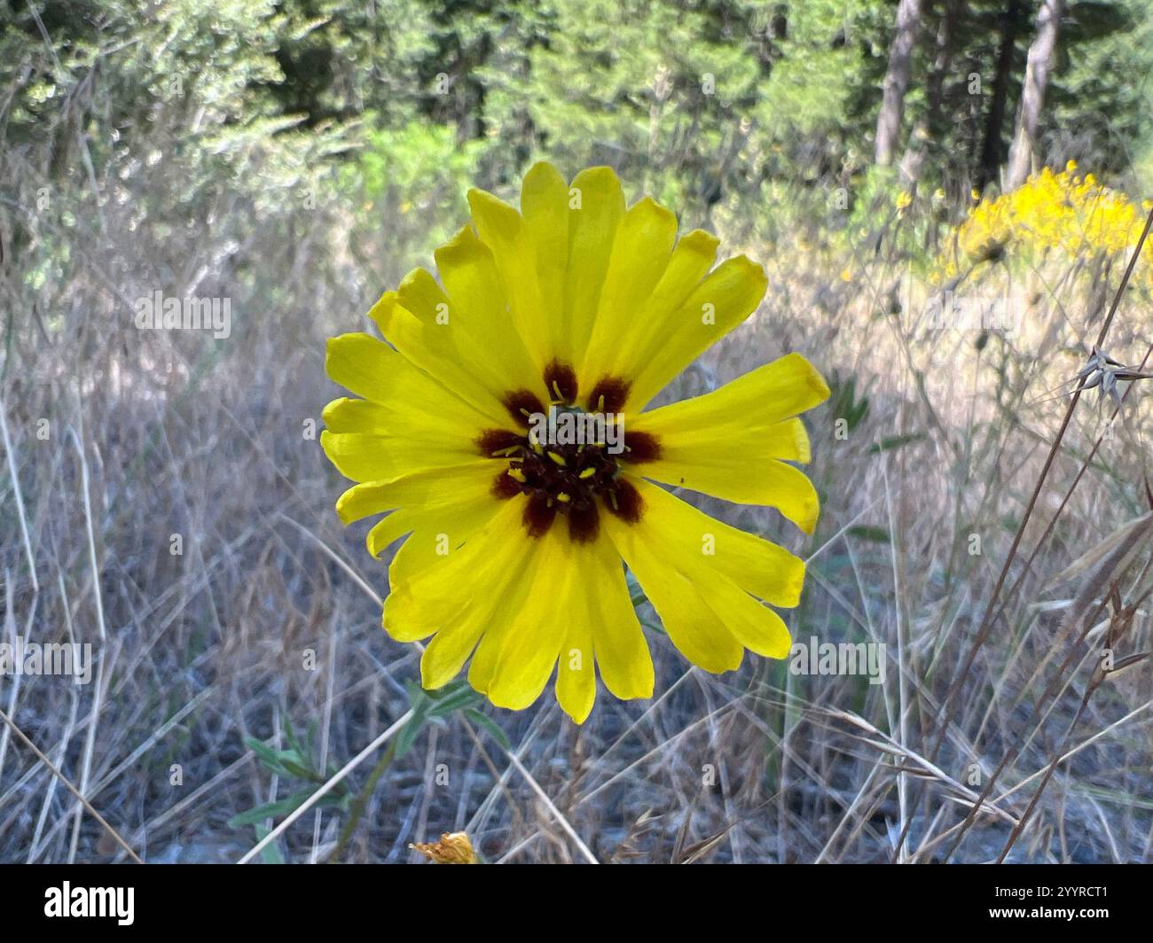 Common Madia (Madia elegans Stock Photo - Alamy