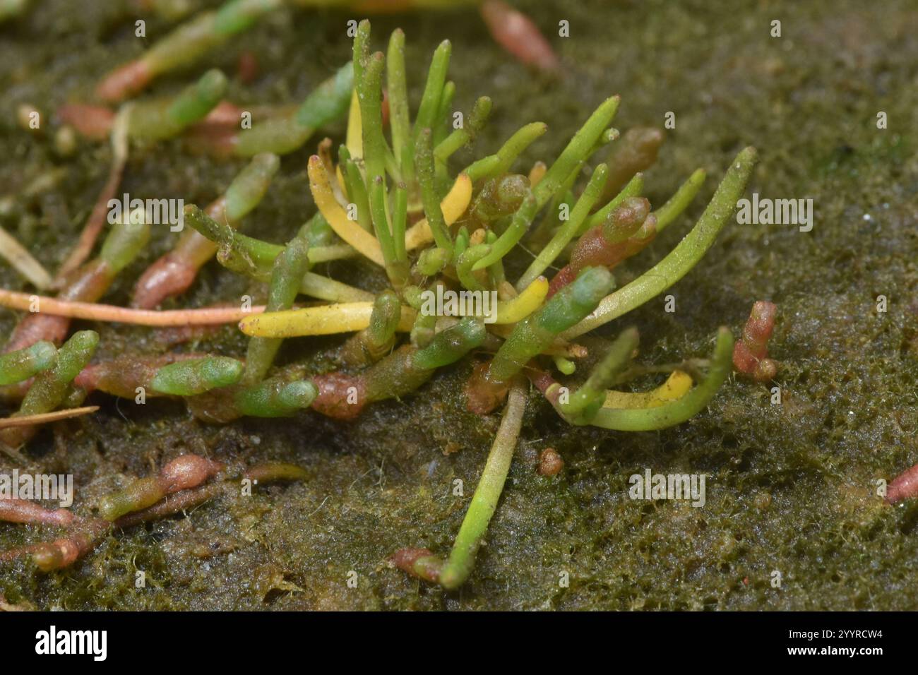 Lilaeopsis hi-res stock photography and images - Alamy