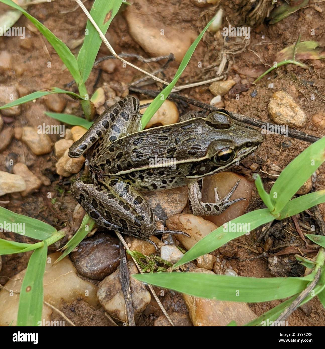Southern Leopard Frog (Lithobates sphenocephalus Stock Photo - Alamy