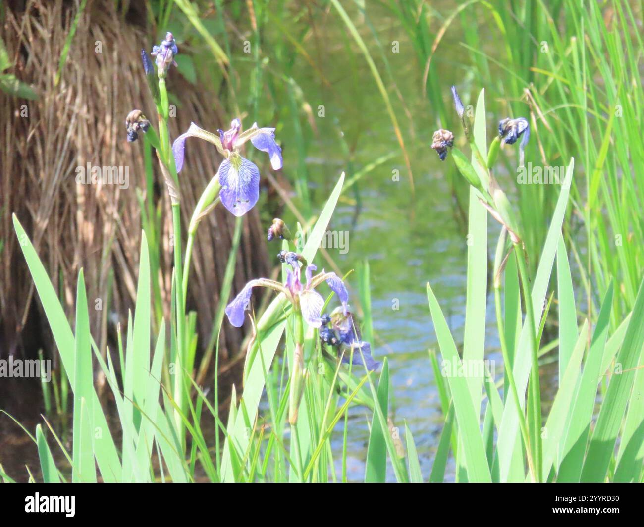 northern blue flag (Iris versicolor Stock Photo - Alamy