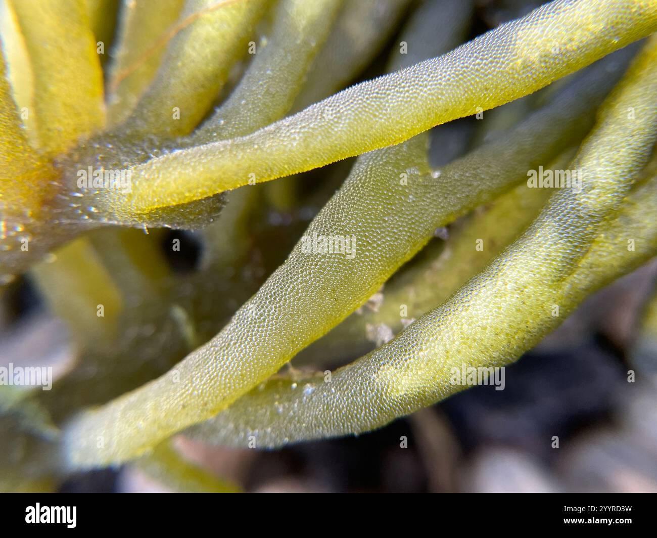 Codiums hi-res stock photography and images - Alamy