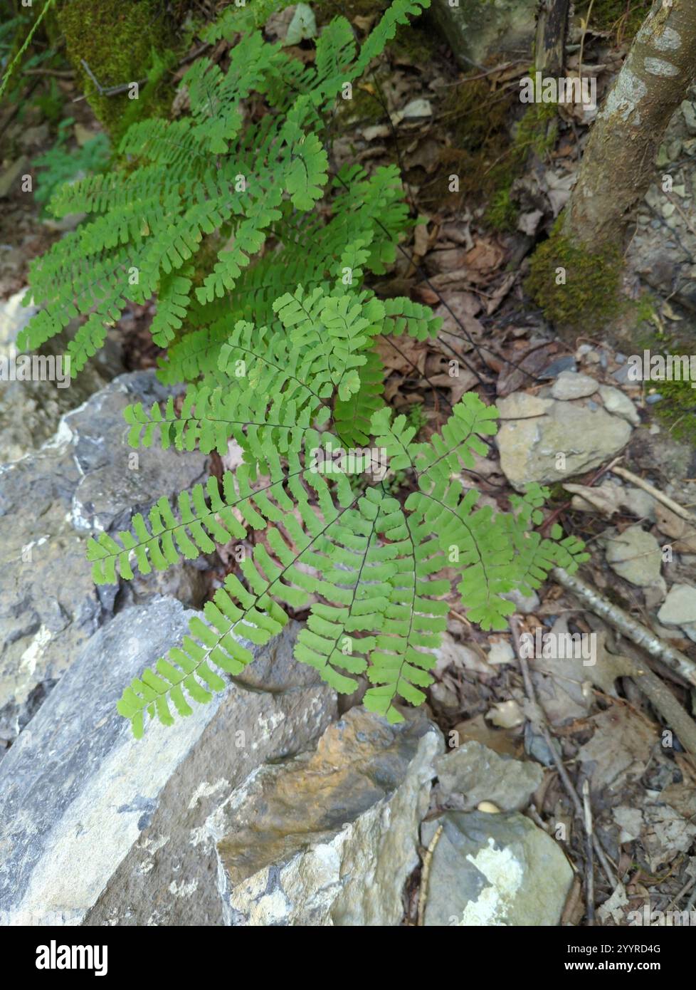 northern maidenhair fern (Adiantum pedatum Stock Photo - Alamy