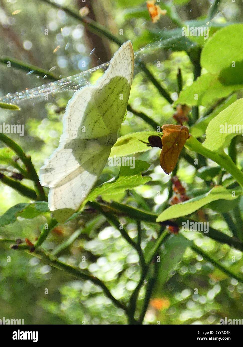 Common White Wave (Cabera pusaria Stock Photo - Alamy