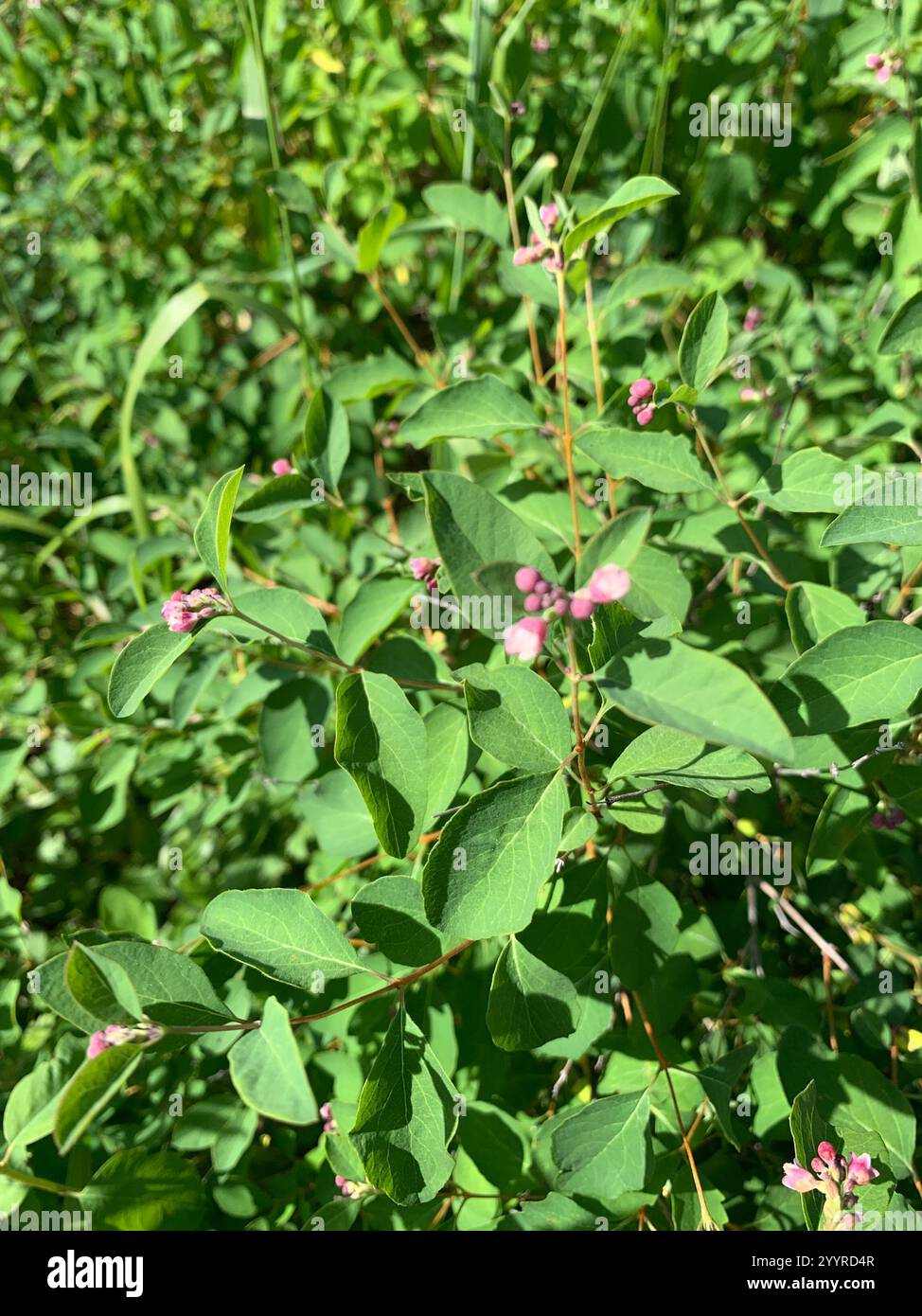Common Snowberry (Symphoricarpos albus Stock Photo - Alamy