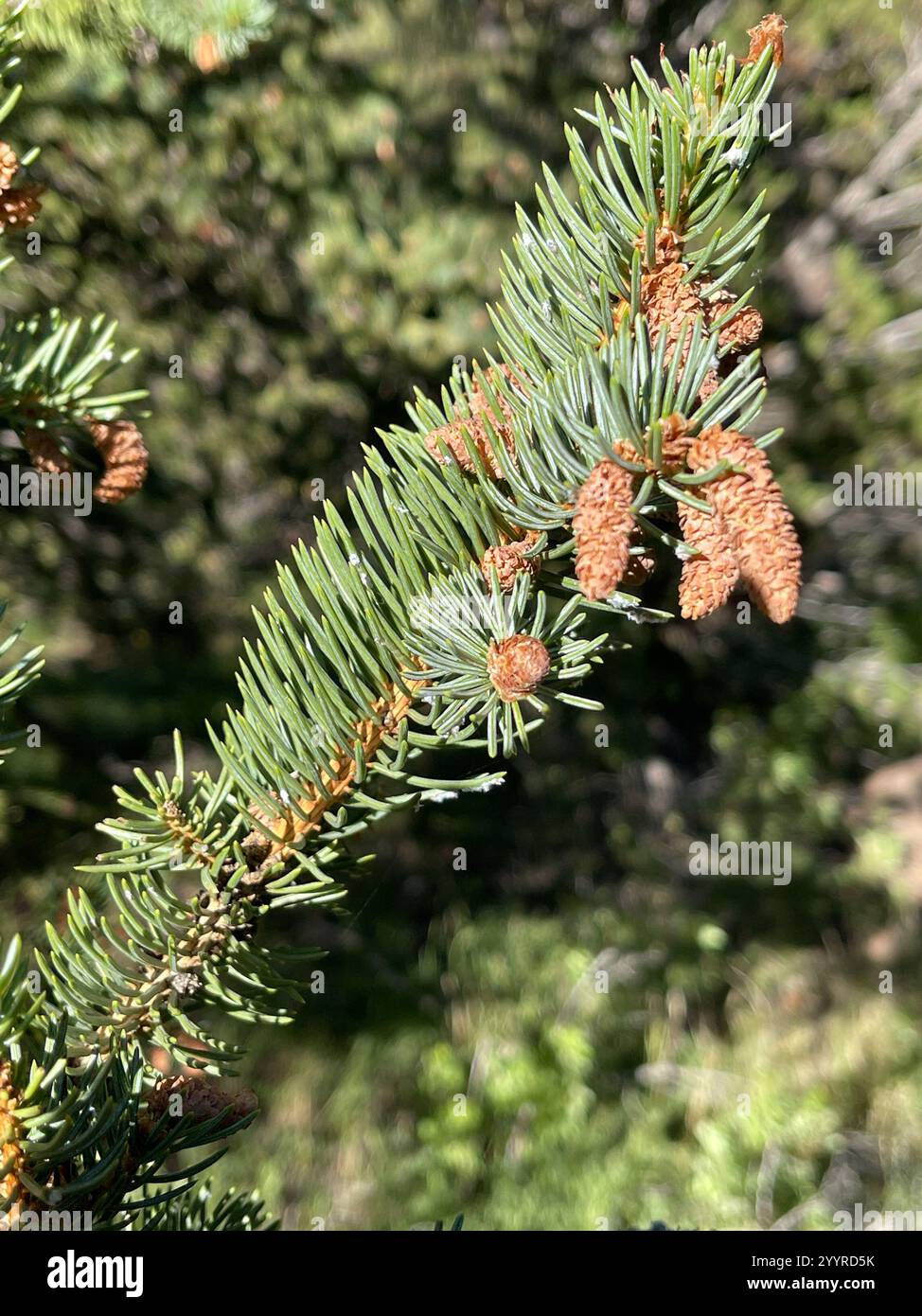 Engelmann spruce (Picea engelmannii Stock Photo - Alamy