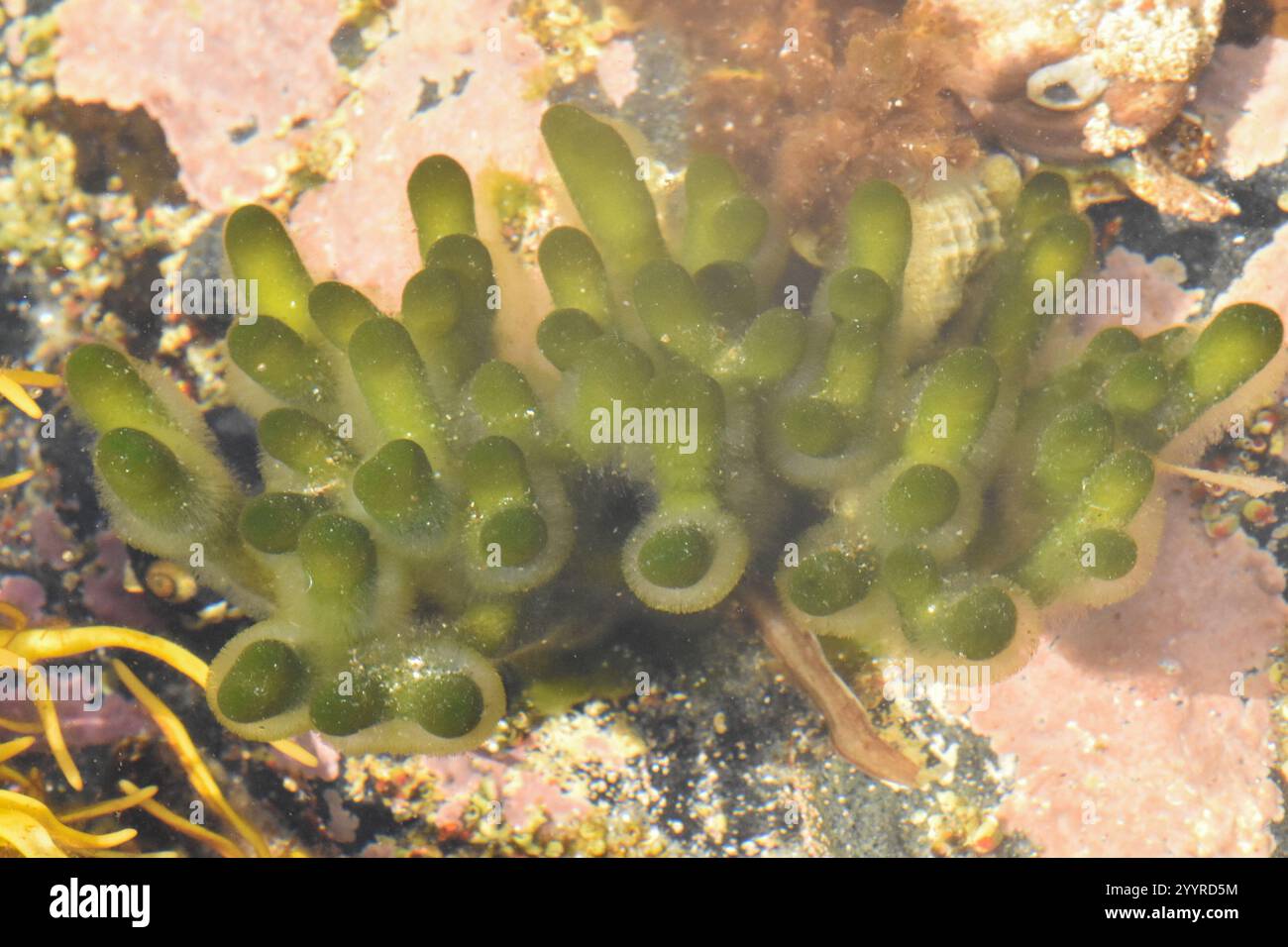 Dead Man's Fingers (Codium fragile Stock Photo - Alamy