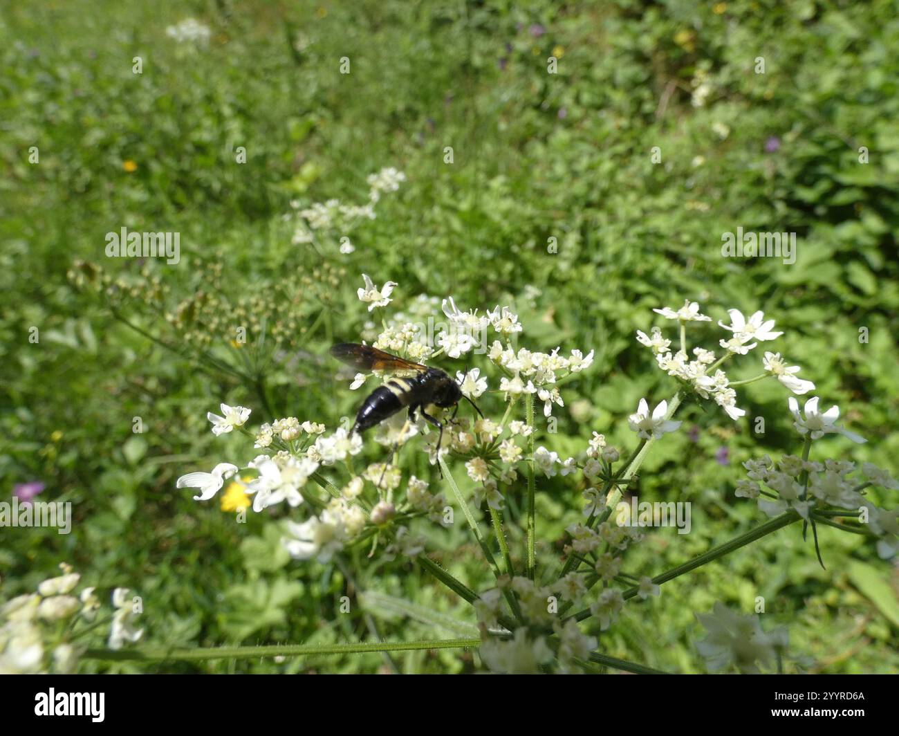 Scoliid Wasps (Scoliidae Stock Photo - Alamy