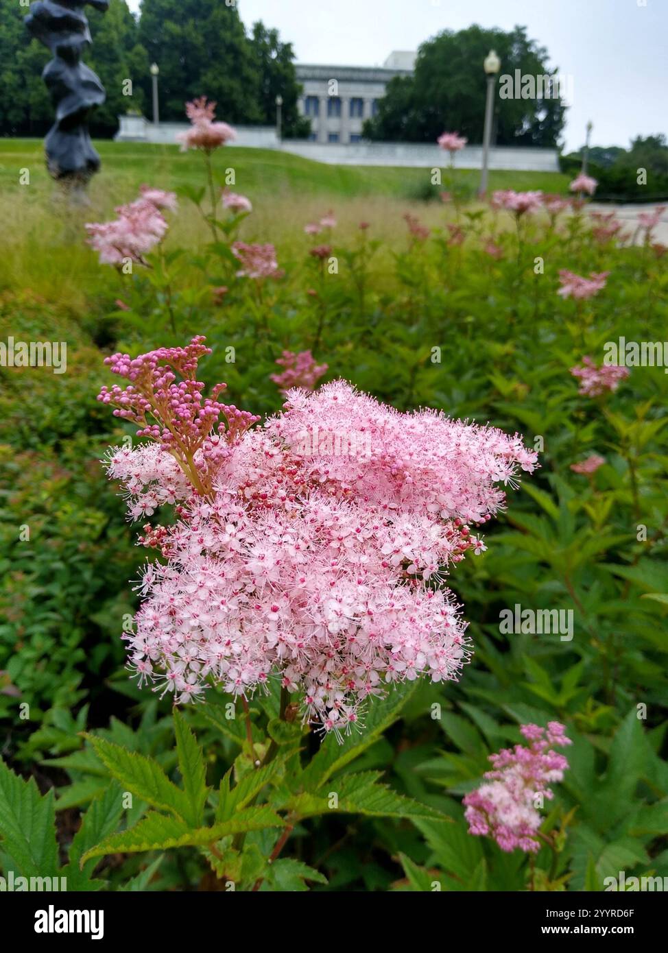 queen of the prairie (Filipendula rubra Stock Photo - Alamy
