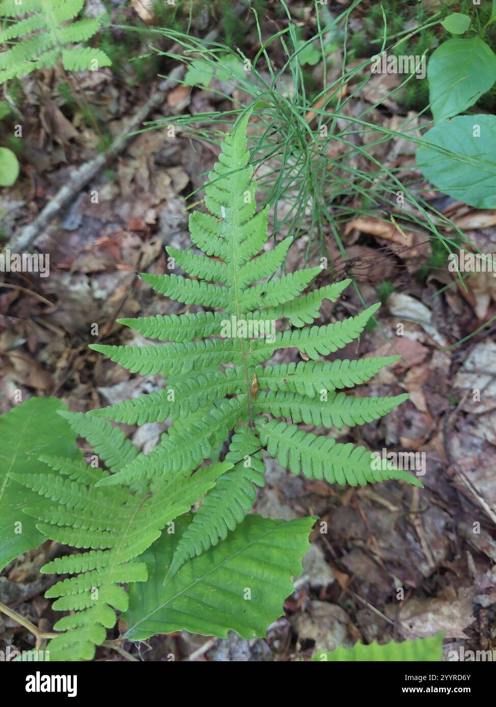 long beech fern (Phegopteris connectilis Stock Photo - Alamy