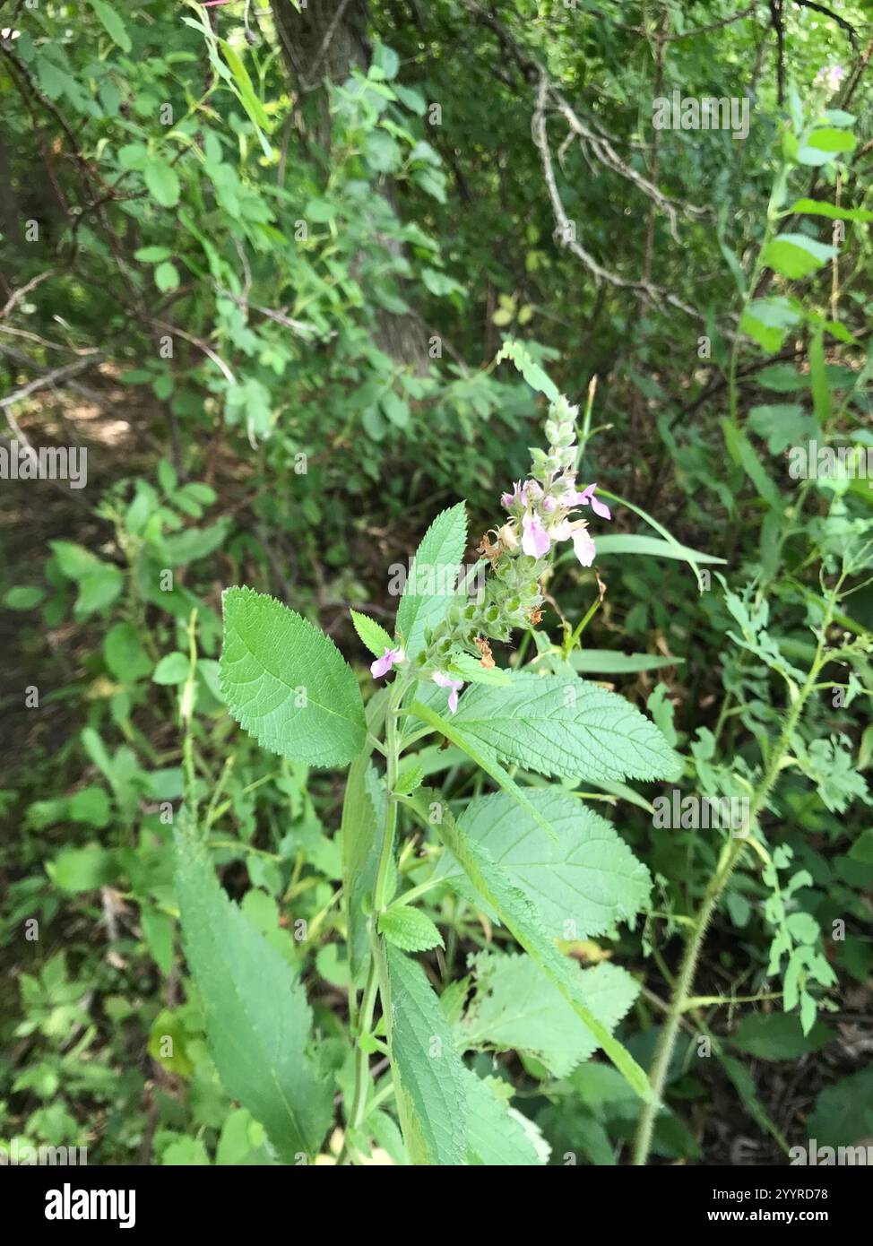 American germander (Teucrium canadense Stock Photo - Alamy