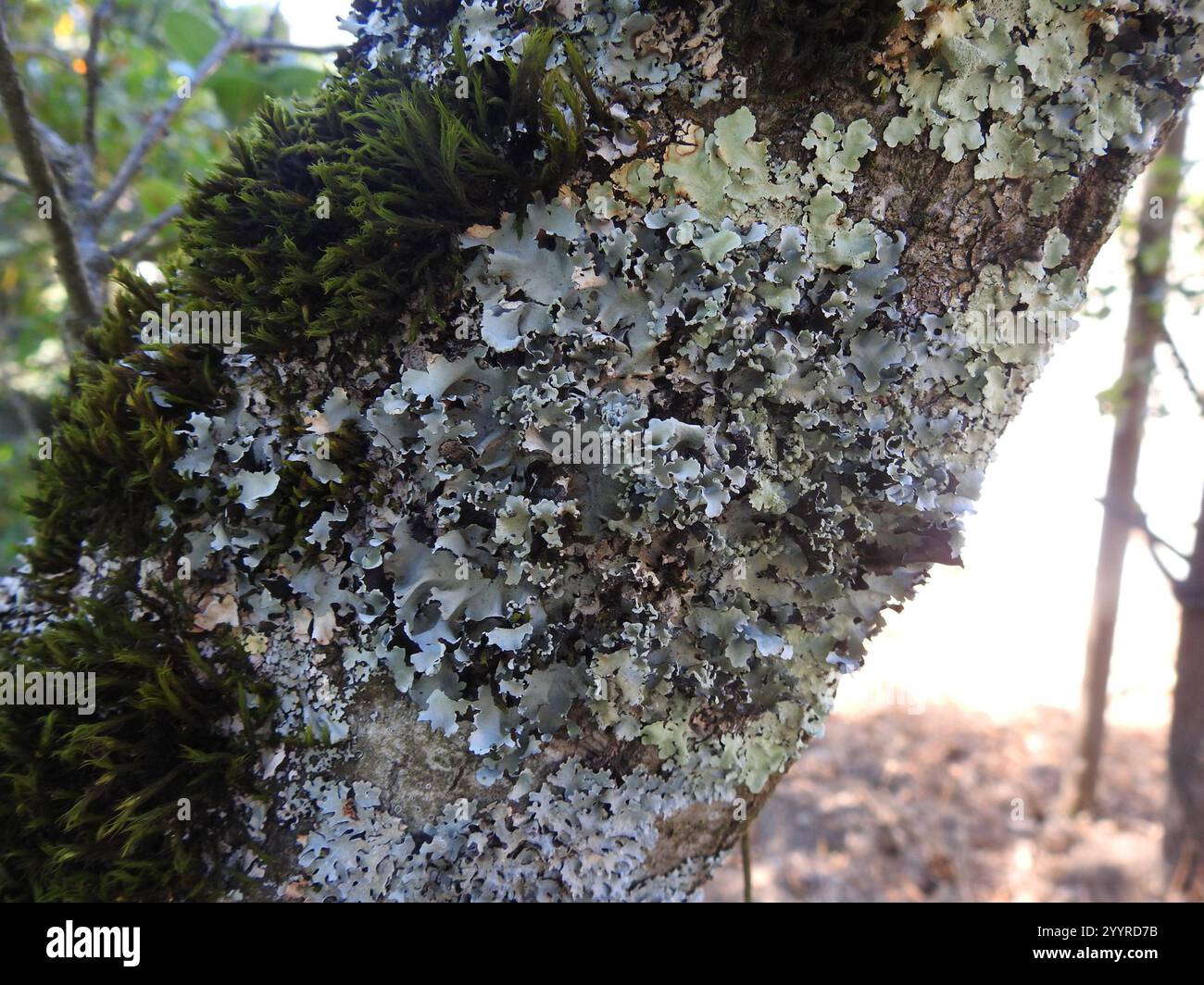 Ruffle Lichens (Parmotrema Stock Photo - Alamy
