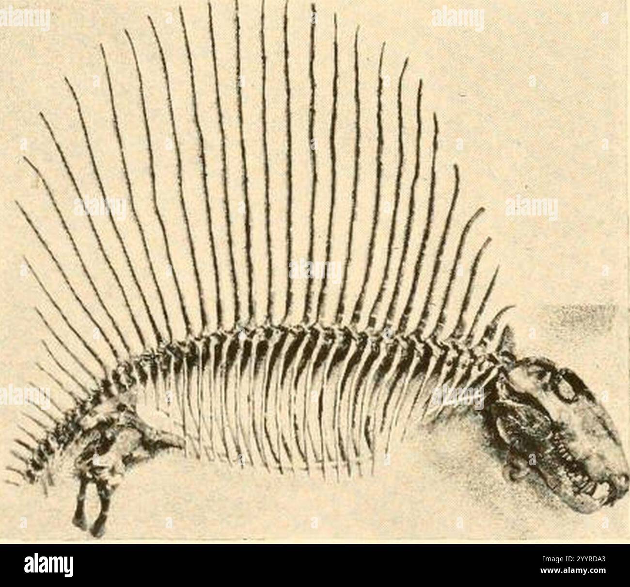 Dimetrodon skeleton, from Osborn, H. F. (1917). The origin and ...