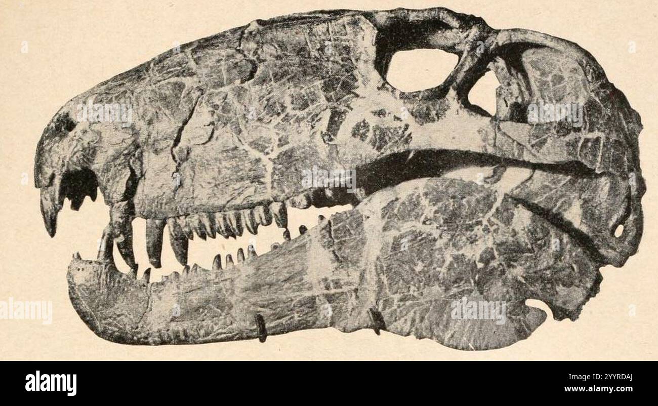 Dimetrodon skull, from Abel, O. (1919). Die Stämme der Wirbeltiere ...