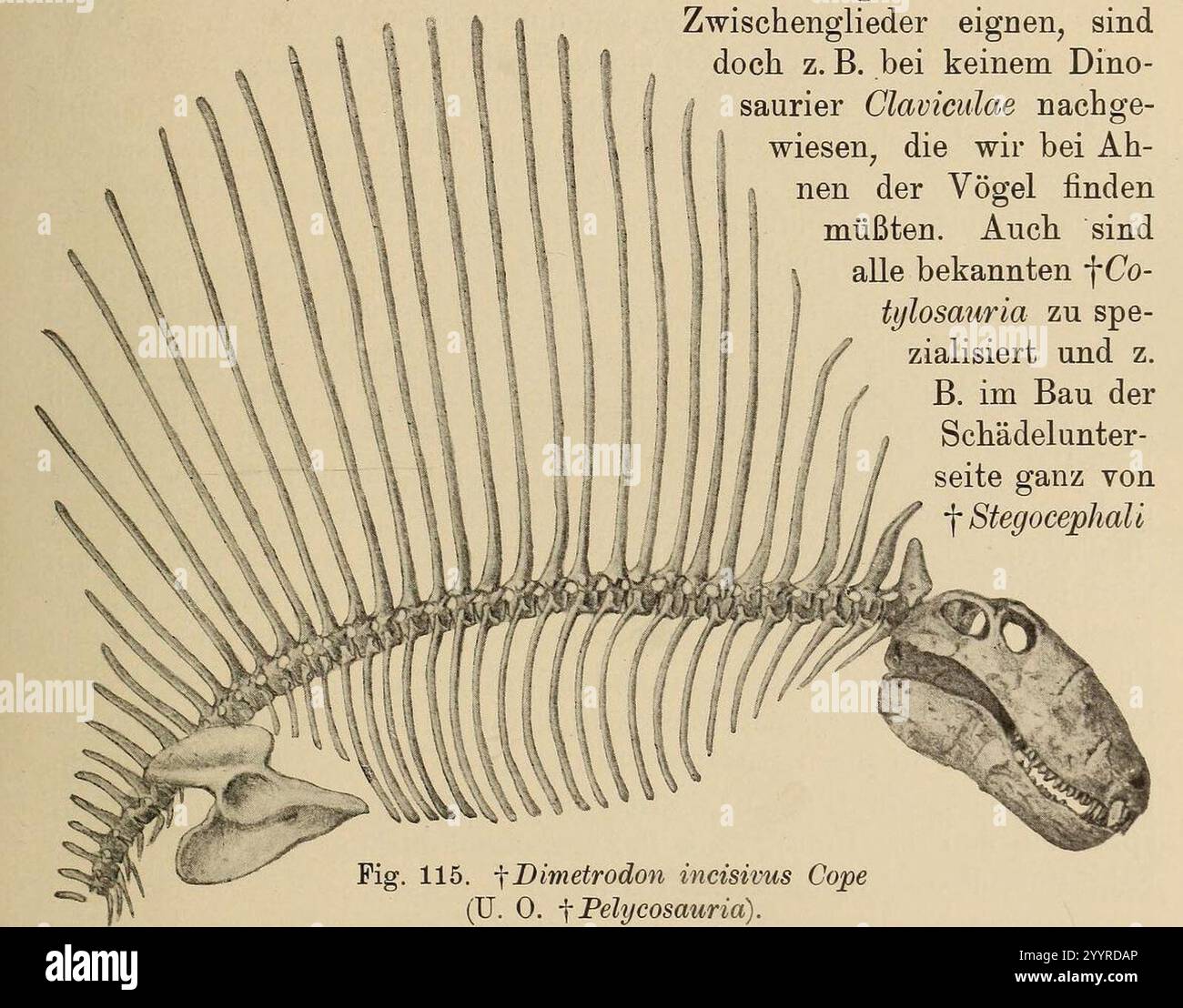 Dimetrodon fossils hi-res stock photography and images - Alamy