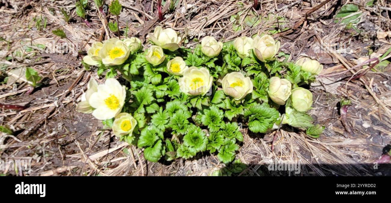 Trollius albiflorus hi-res stock photography and images - Alamy