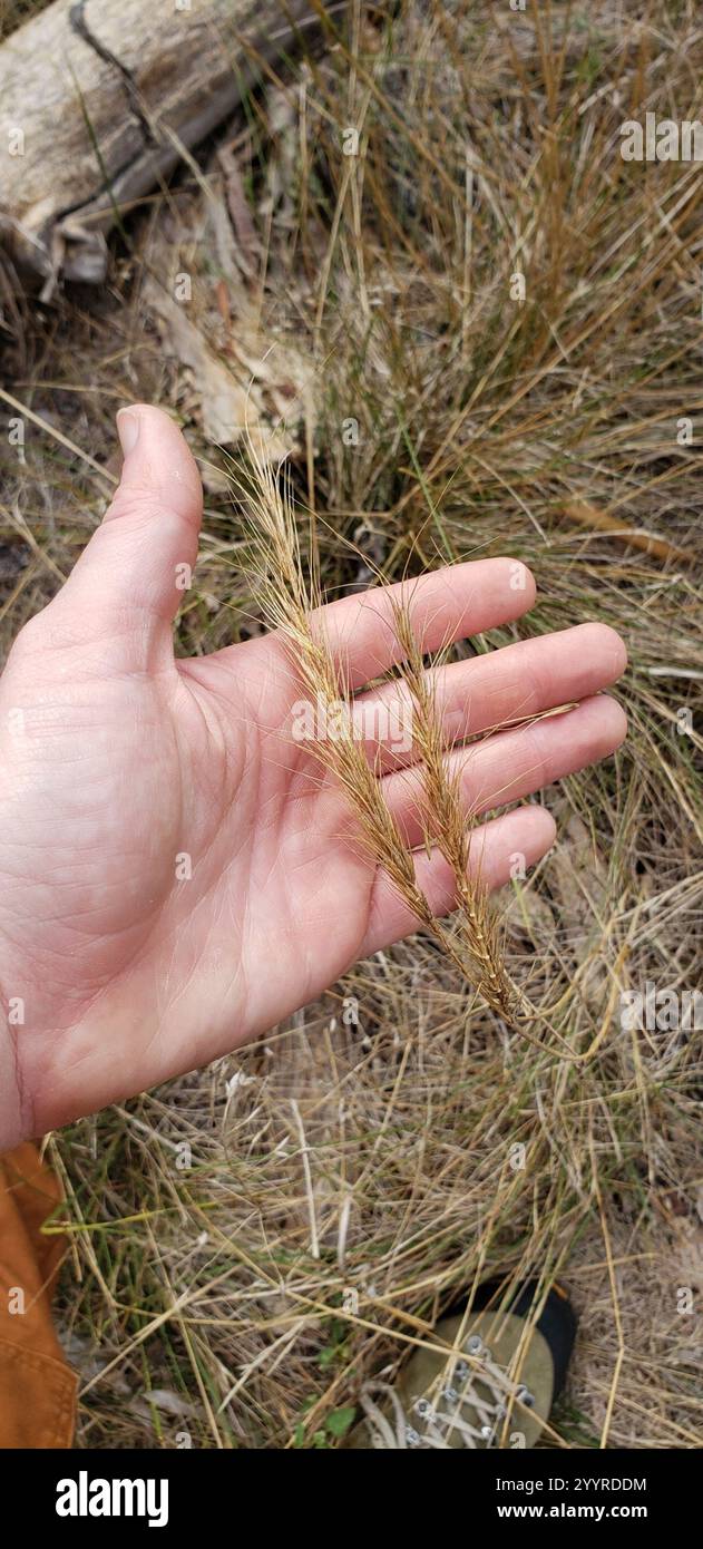Canada wild rye (Elymus canadensis Stock Photo - Alamy