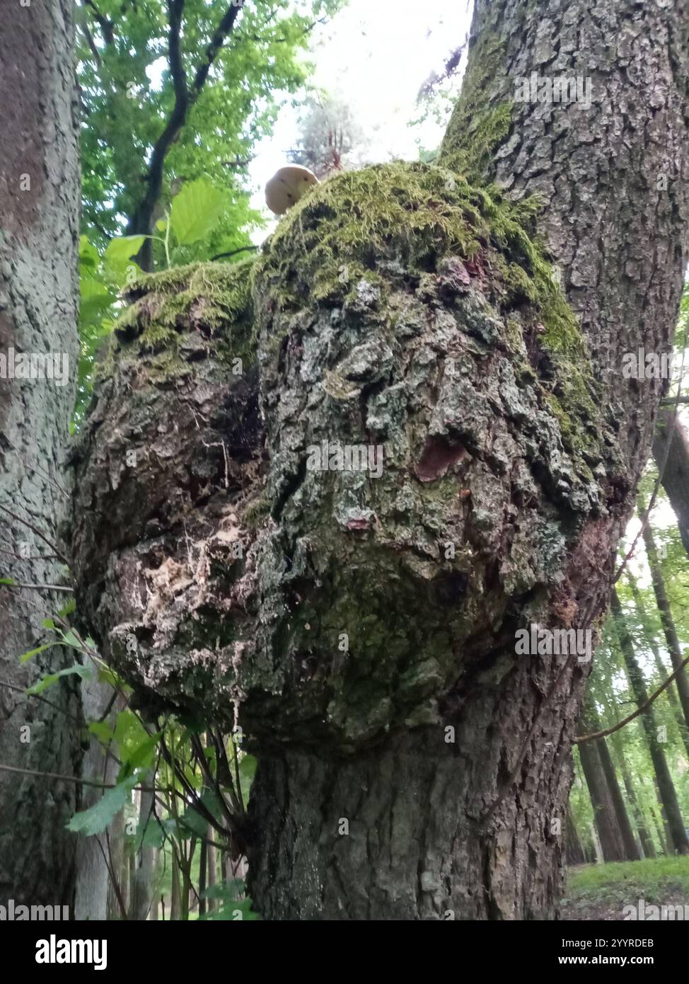 Agrobacterium radiobacter hi-res stock photography and images - Alamy