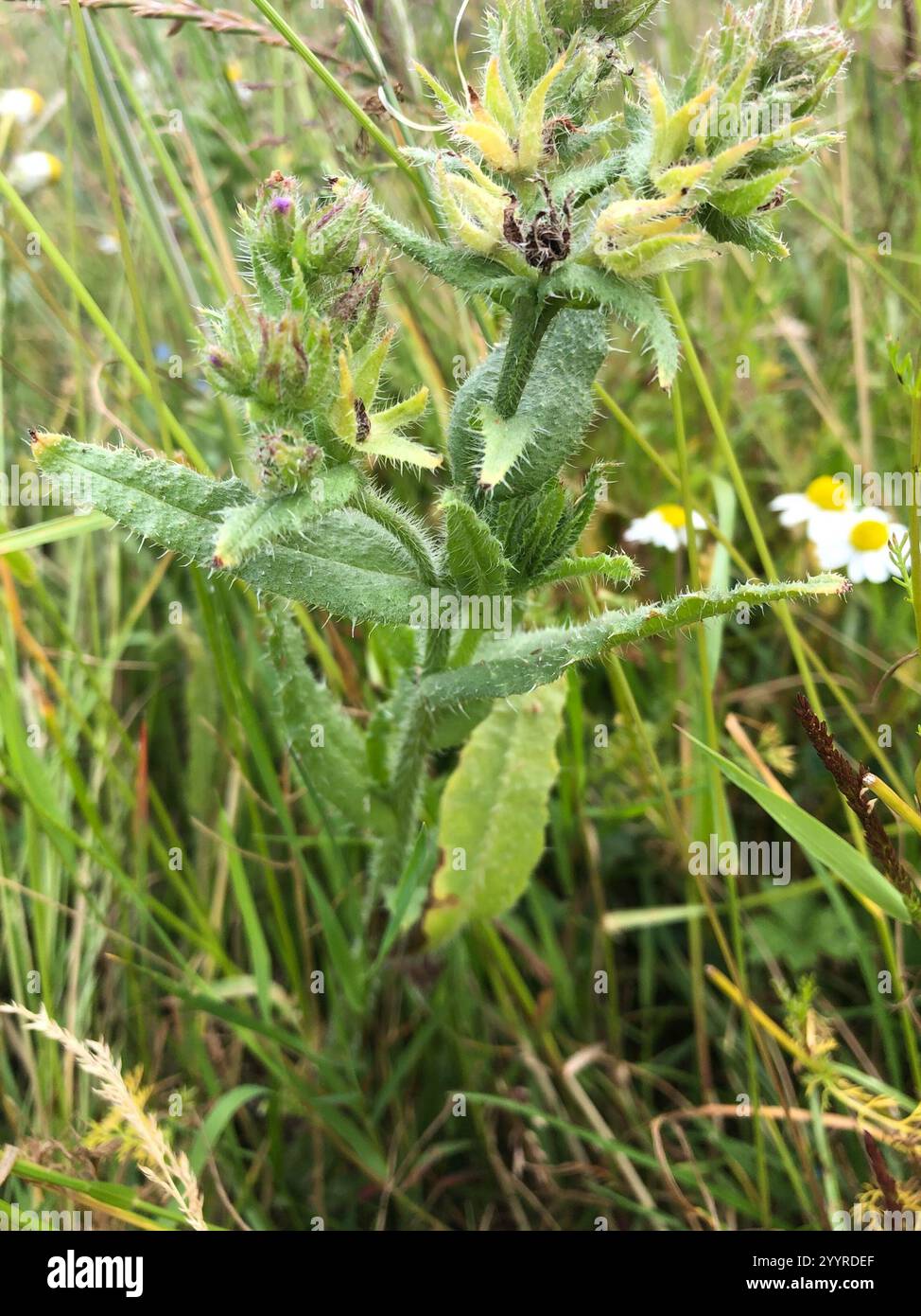 small bugloss (Anchusa arvensis Stock Photo - Alamy