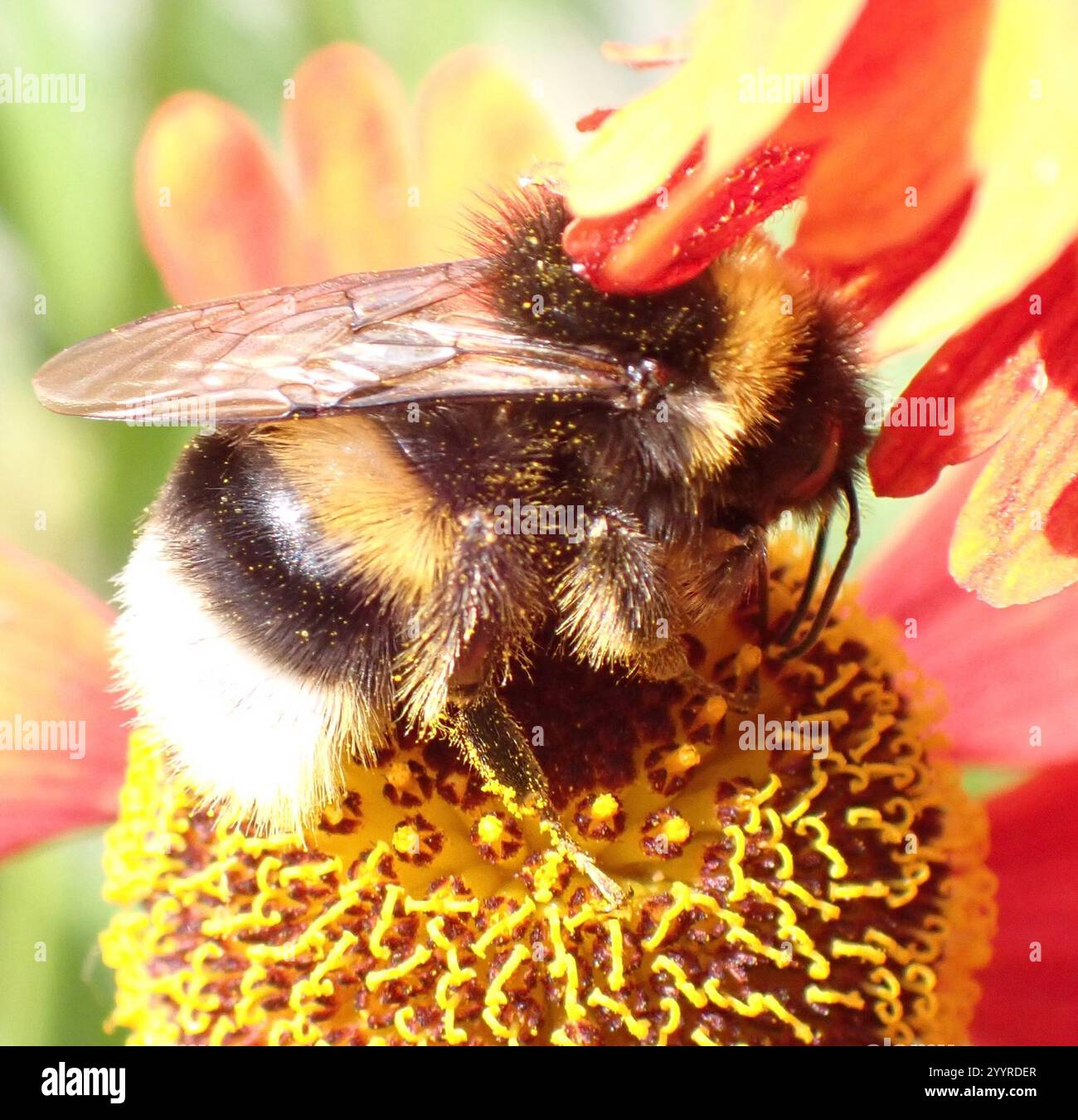 Buff-tailed Bumble Bee (Bombus terrestris Stock Photo - Alamy