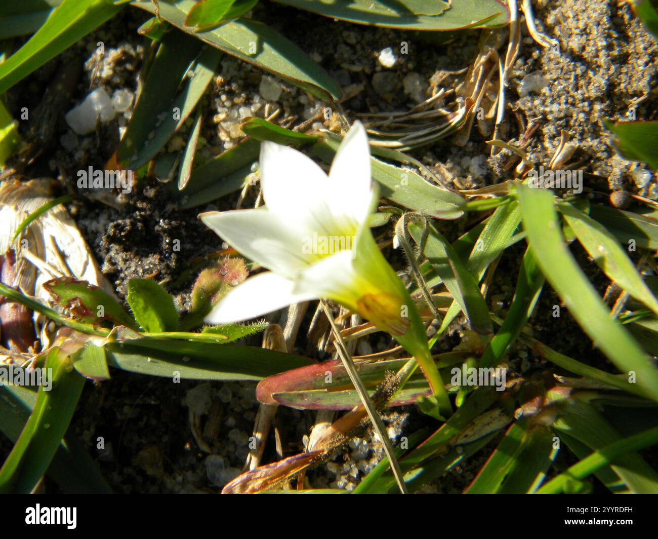 Greenbract Froetang (Romulea flava Stock Photo - Alamy