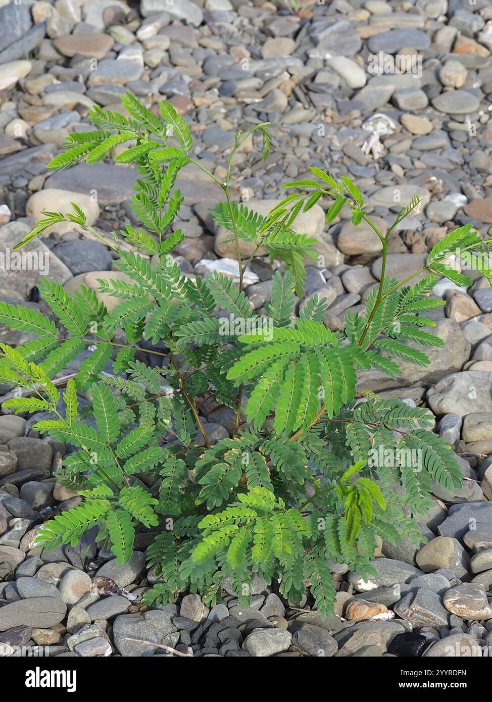 White leadtree (Leucaena leucocephala Stock Photo - Alamy