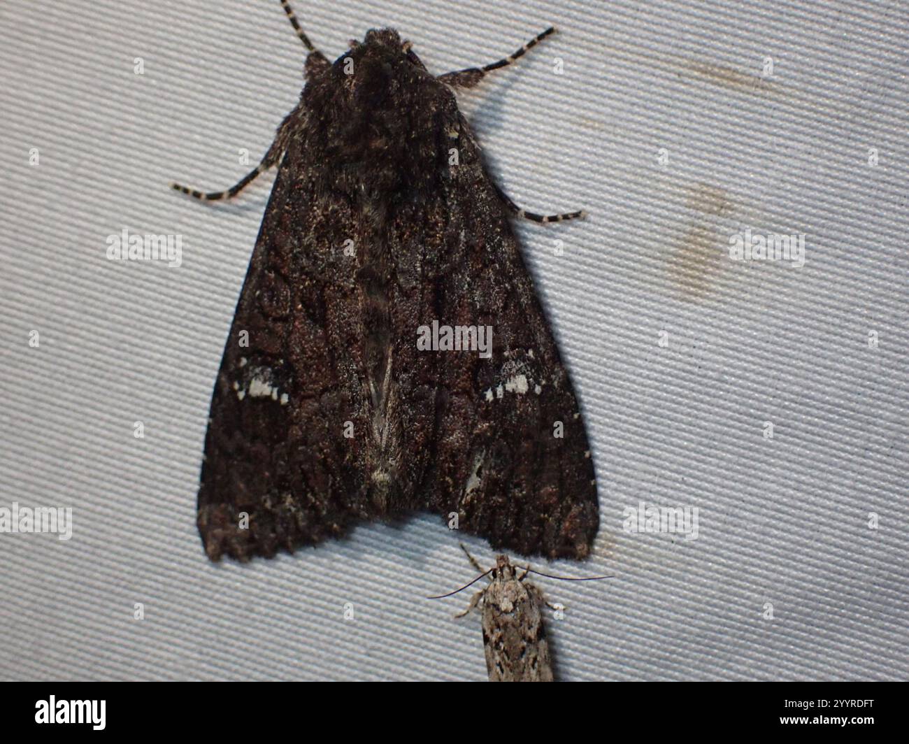 Yellow-headed Cutworm Moth (Apamea amputatrix Stock Photo - Alamy