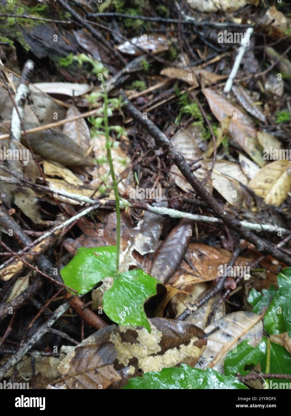 Heartleaf Twayblade (Neottia cordata Stock Photo - Alamy