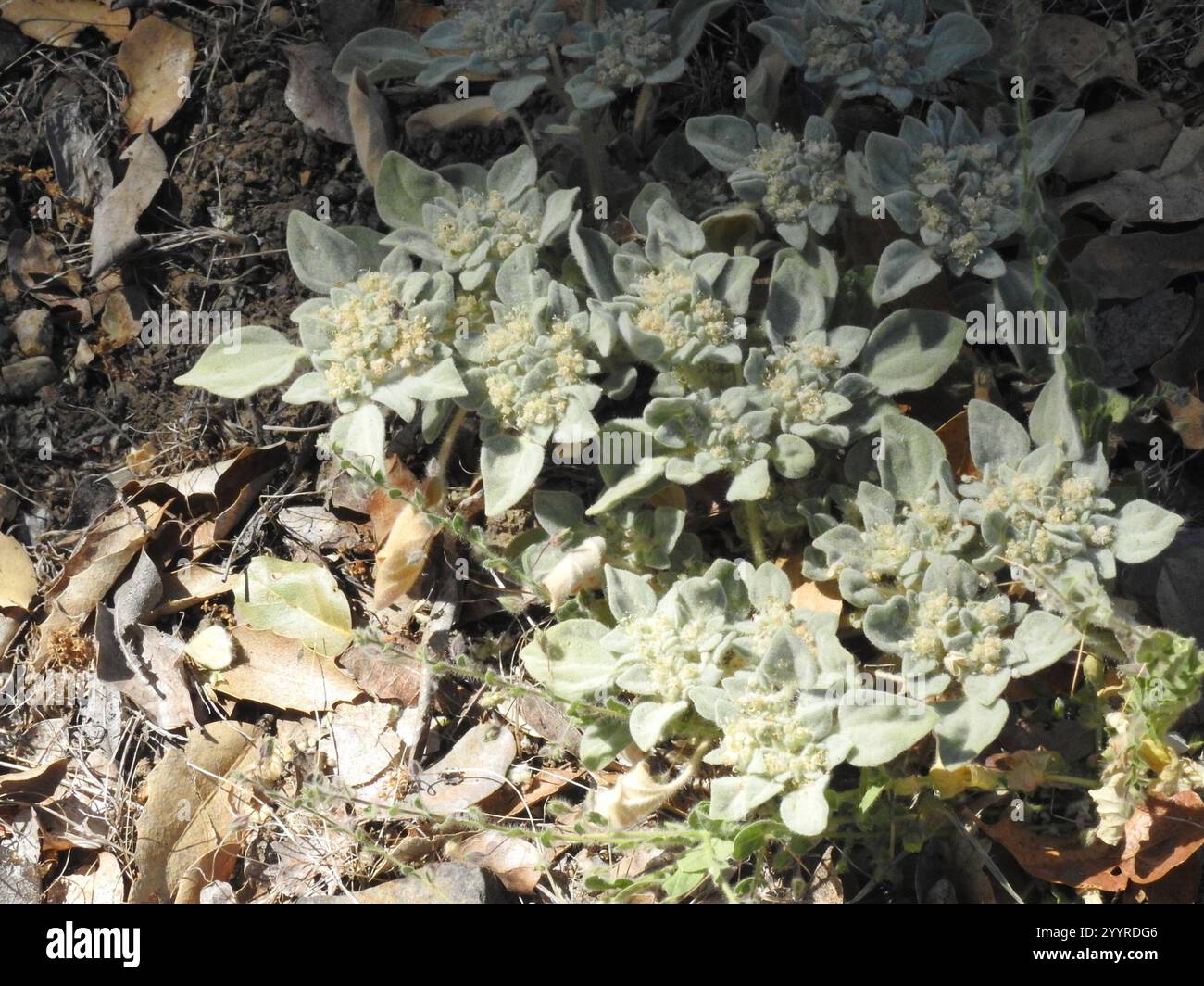 Setiger hi-res stock photography and images - Alamy