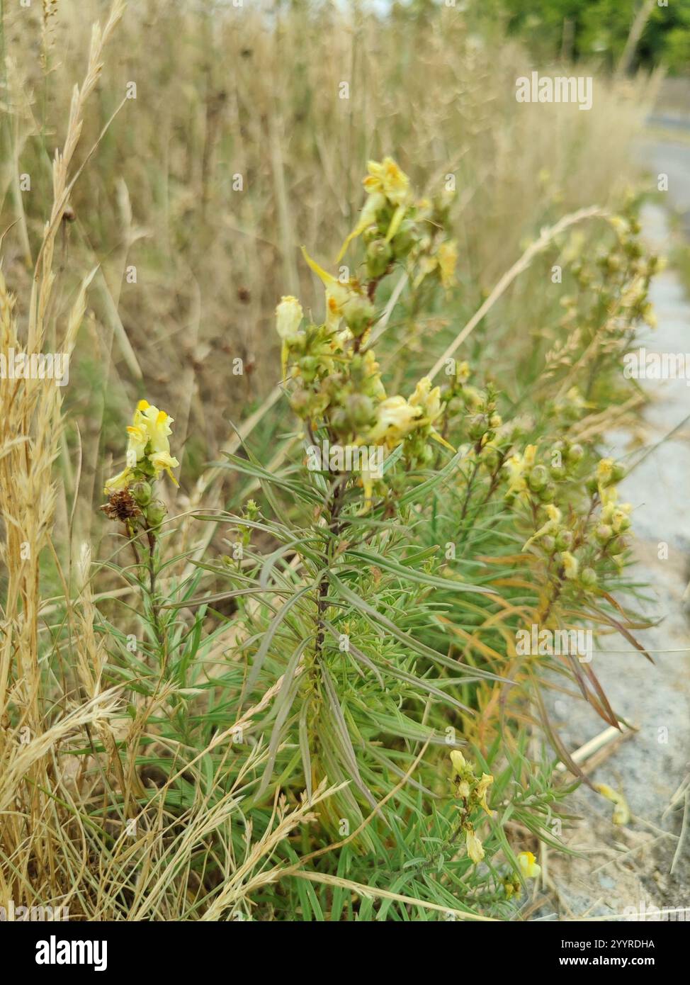 common toadflax (Linaria vulgaris Stock Photo - Alamy