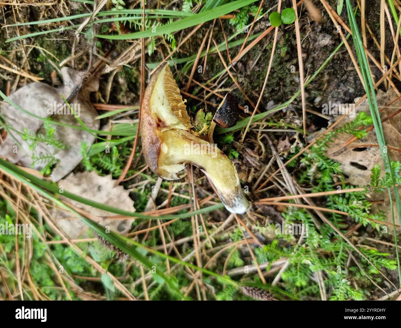 Slippery Jacks (Suillus Stock Photo - Alamy