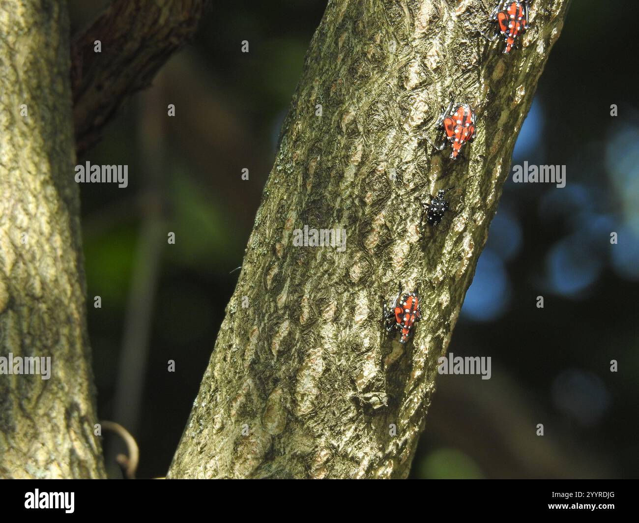 Spotted Lanternfly (Lycorma delicatula Stock Photo - Alamy