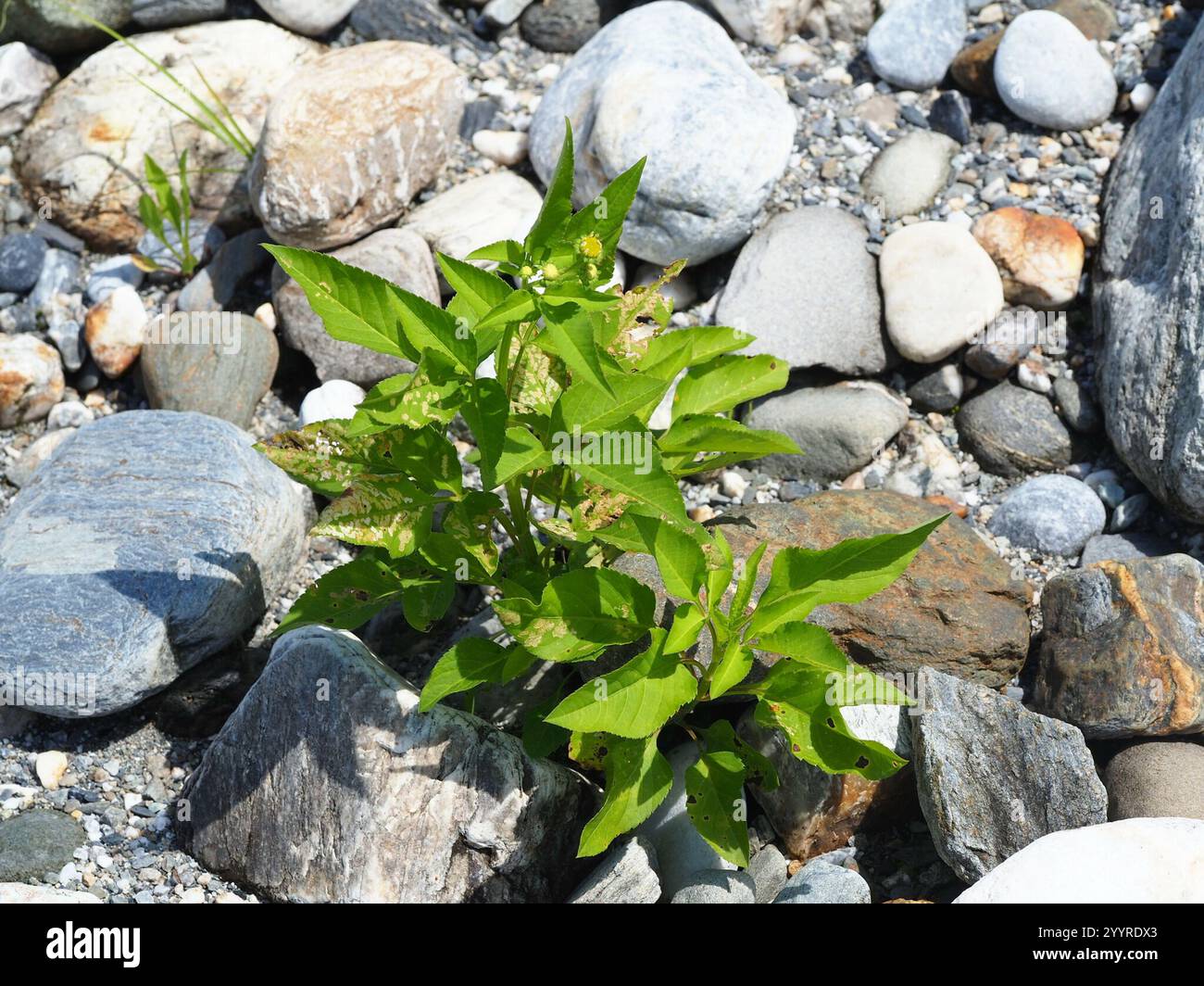 White beggarticks (Bidens alba Stock Photo - Alamy