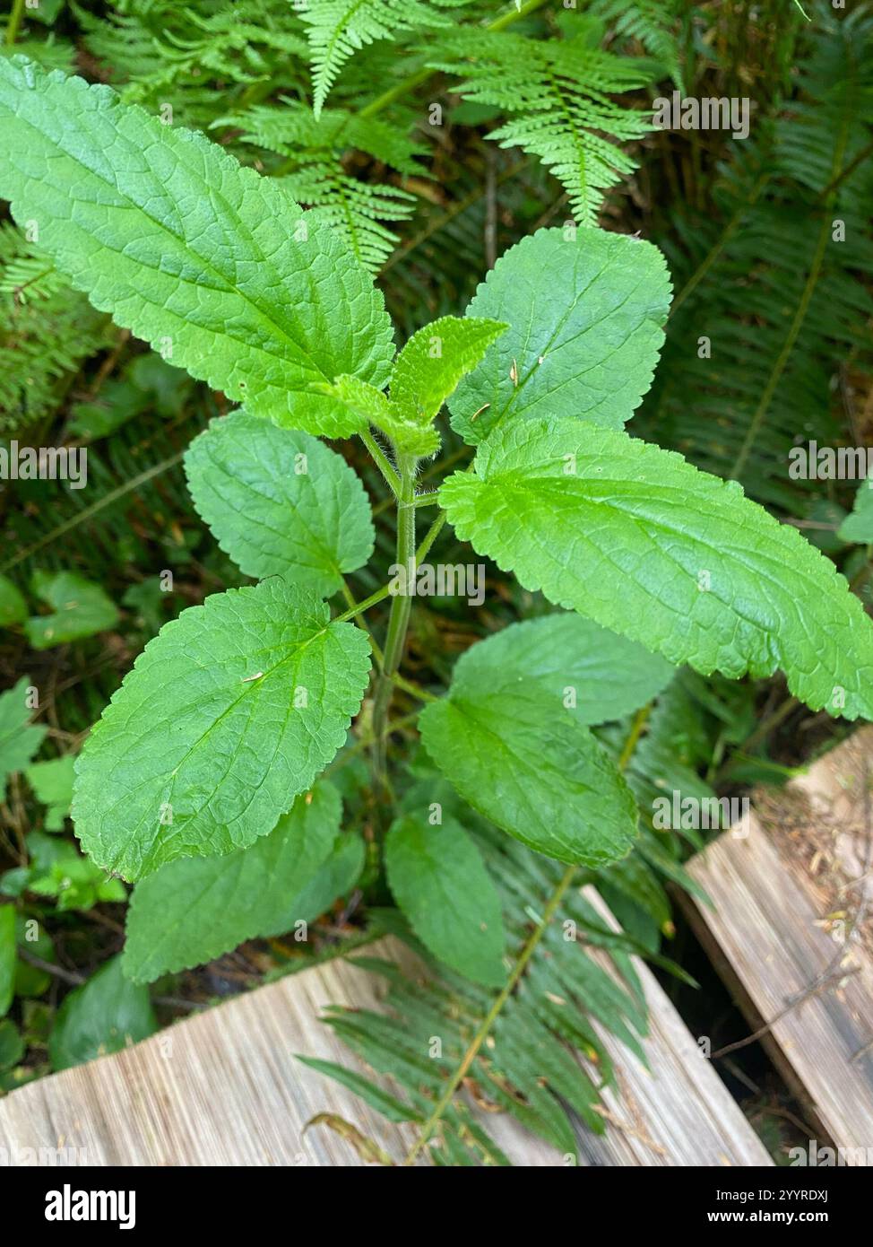 Coastal Hedge-nettle (Stachys chamissonis Stock Photo - Alamy