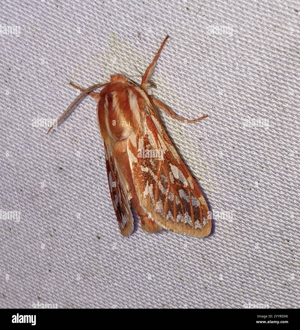 Rosy Aemilia (Lophocampa roseata Stock Photo - Alamy