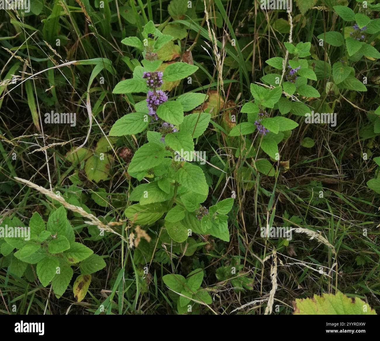 corn mint (Mentha arvensis Stock Photo - Alamy