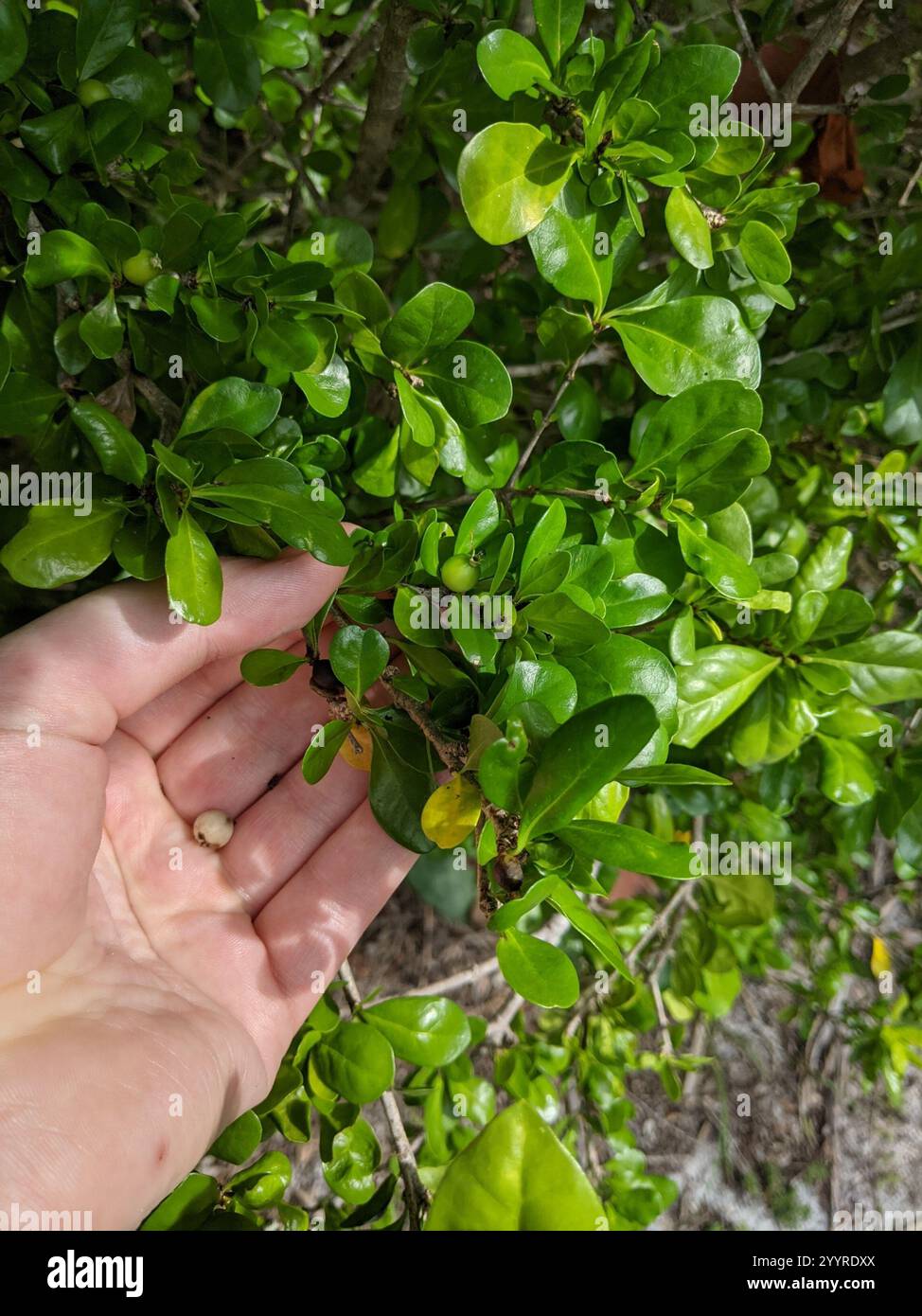 Randia aculeata hi-res stock photography and images - Alamy