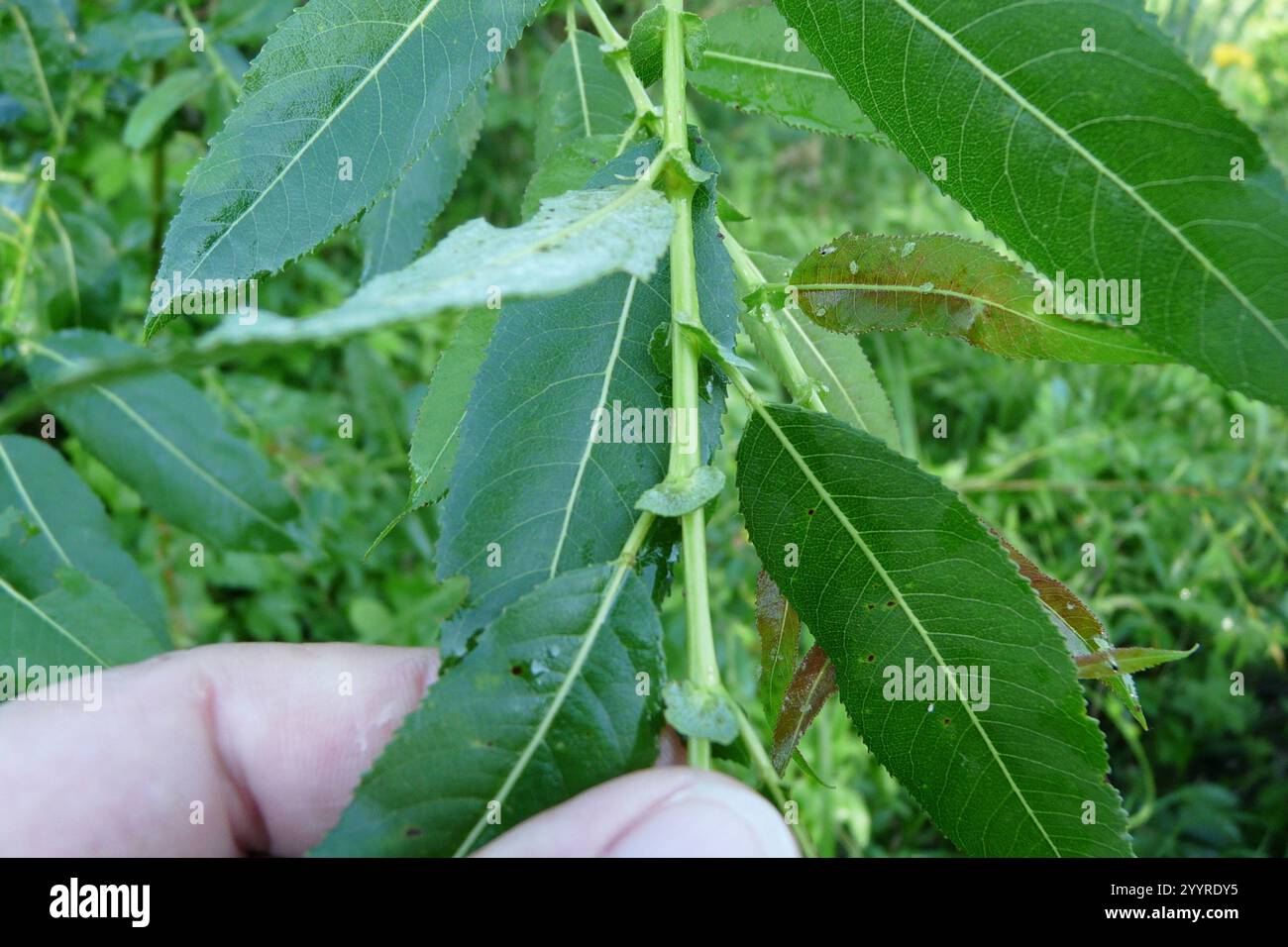 Almond Willow (Salix triandra Stock Photo - Alamy