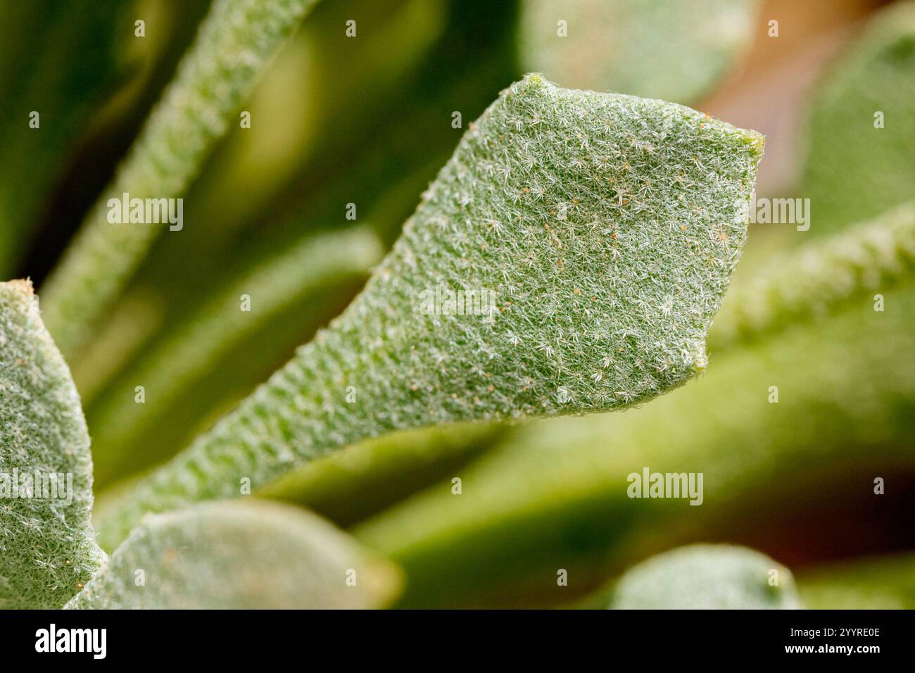 Double Bladderpod (Physaria acutifolia Stock Photo - Alamy