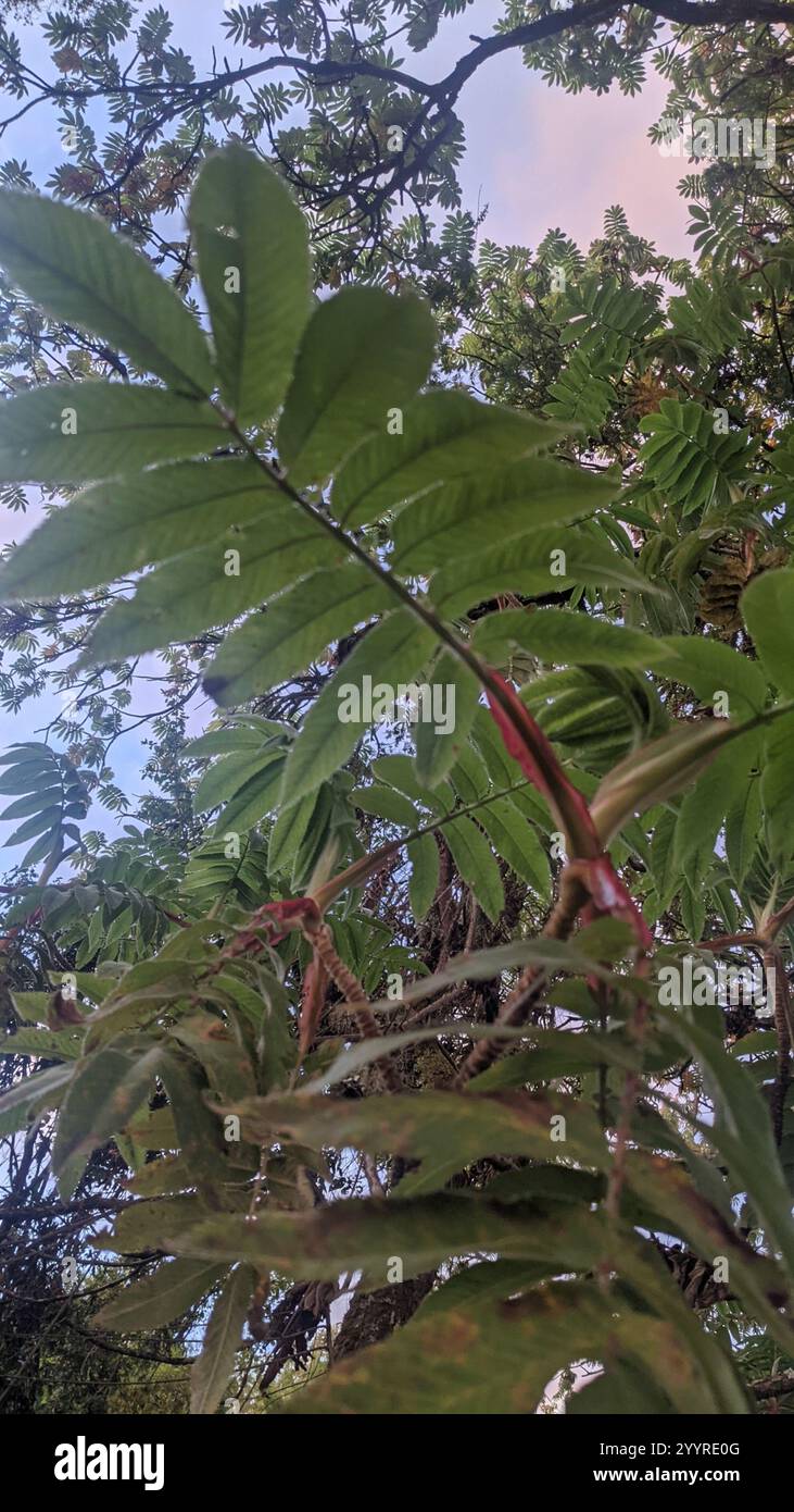 African Redwood (Hagenia abyssinica Stock Photo - Alamy