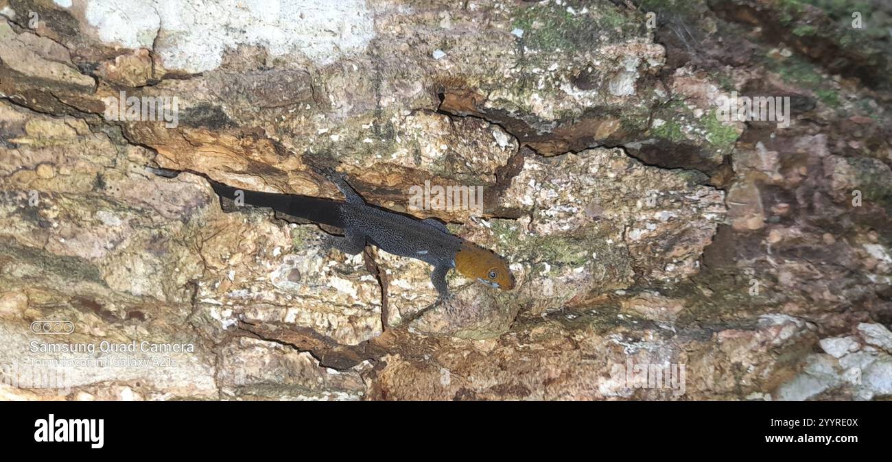 Yellow-headed Gecko (Gonatodes albogularis Stock Photo - Alamy