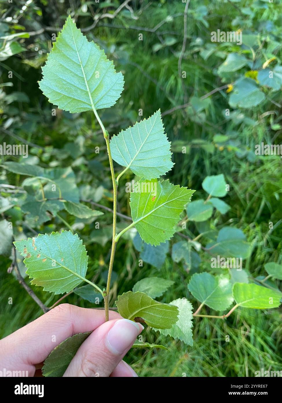 Downy Birch (Betula pubescens Stock Photo - Alamy